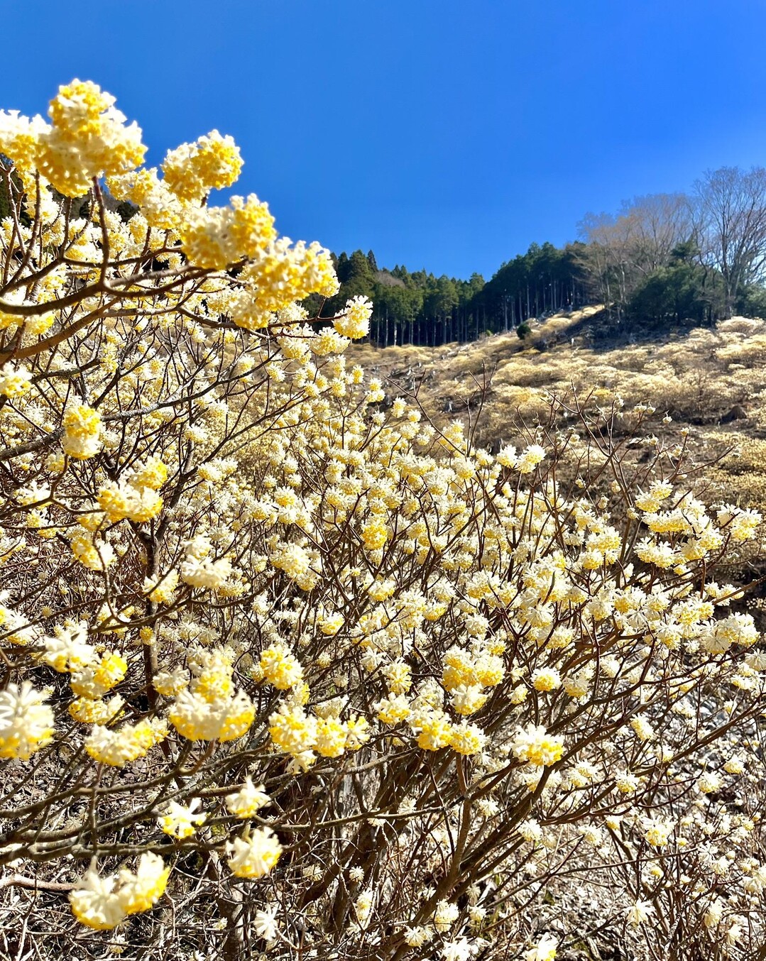 ツンデレすぎるミツマタ山 / RUBYさんの三嶺・天狗塚・石立山の活動データ | YAMAP / ヤマップ