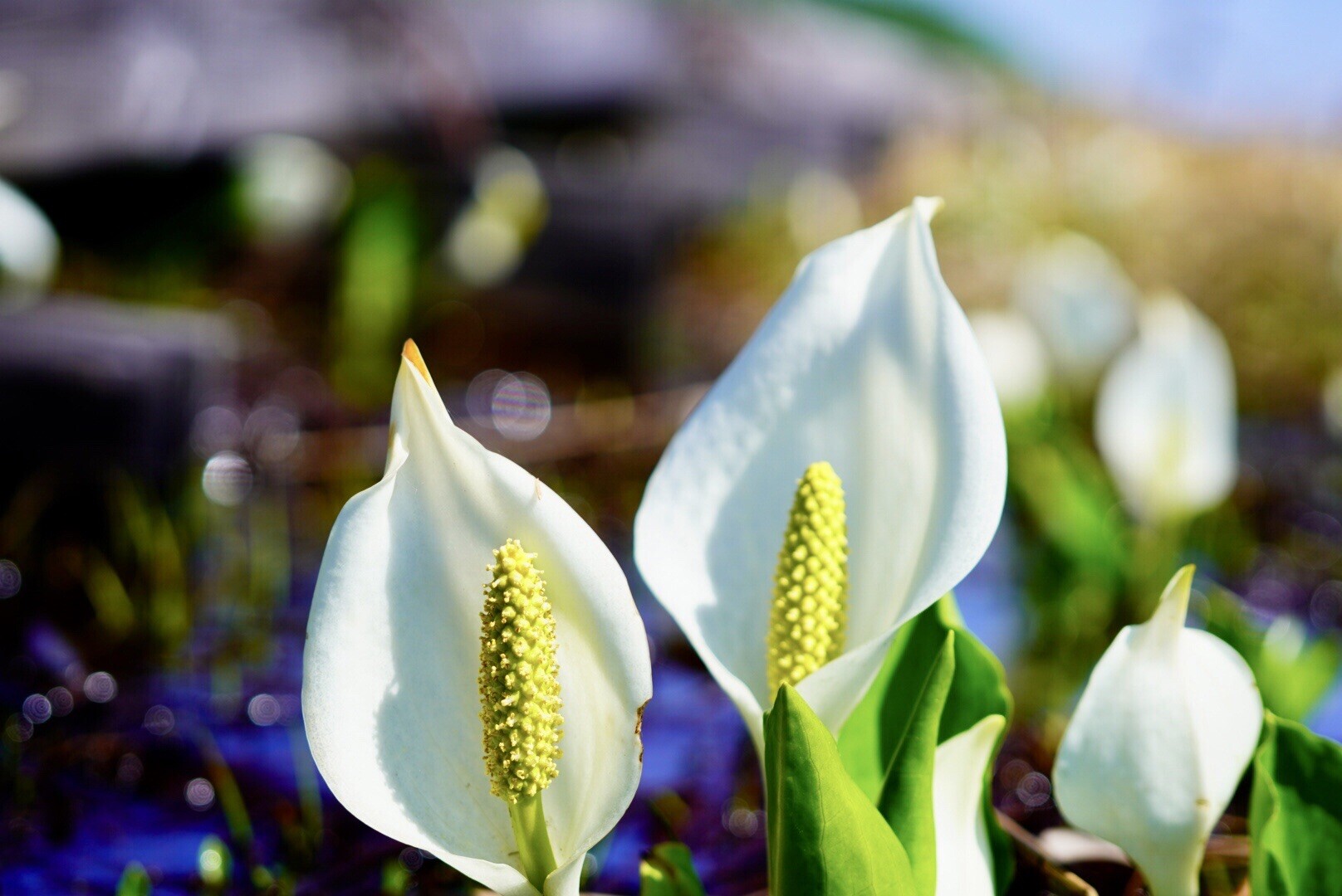 尾瀬ヶ原 / ma-sa-kiさんの尾瀬・燧ヶ岳の活動データ | YAMAP / ヤマップ