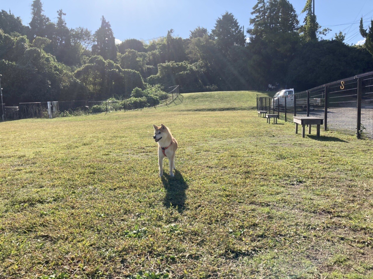 今週始め ワンコを連れてGoToトラ！ ... / ケロさんのモーメント | YAMAP / ヤマップ