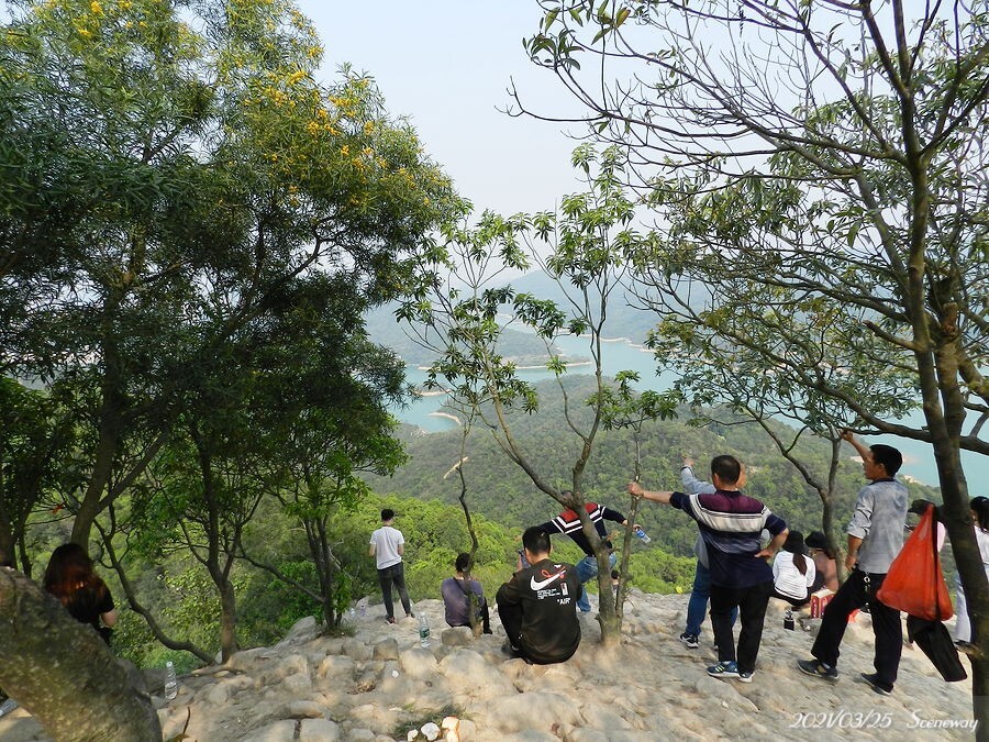 山頂のアカシアが咲きました - 台湾アカシア（中国中山市）☀ / Scenewayさんの登山の活動データ | YAMAP / ヤマップ