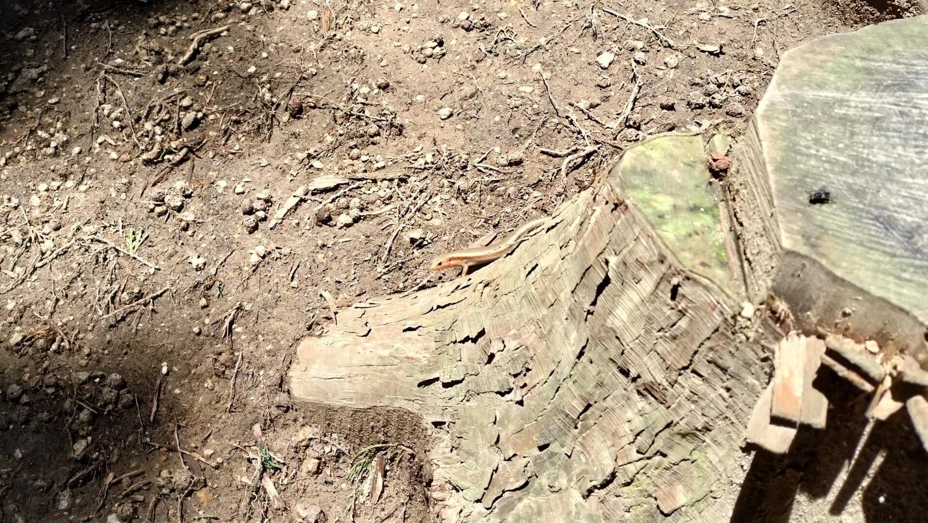 大和葛城山で出会ったトカゲ。 なんていう... / moppiさんのモーメント | YAMAP / ヤマップ