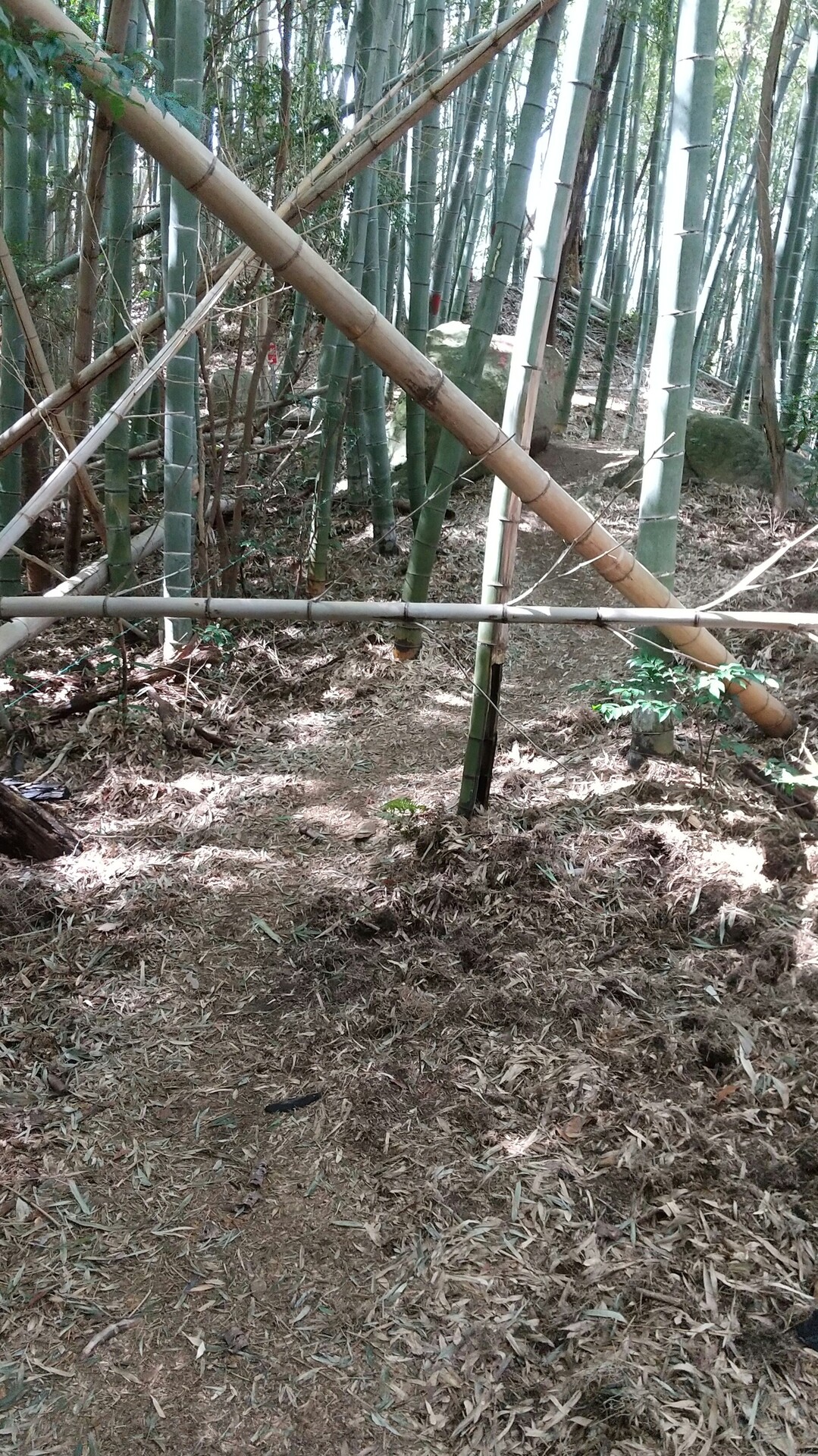 ShinjiHさんの投稿したフィールドメモ | YAMAP / ヤマップ