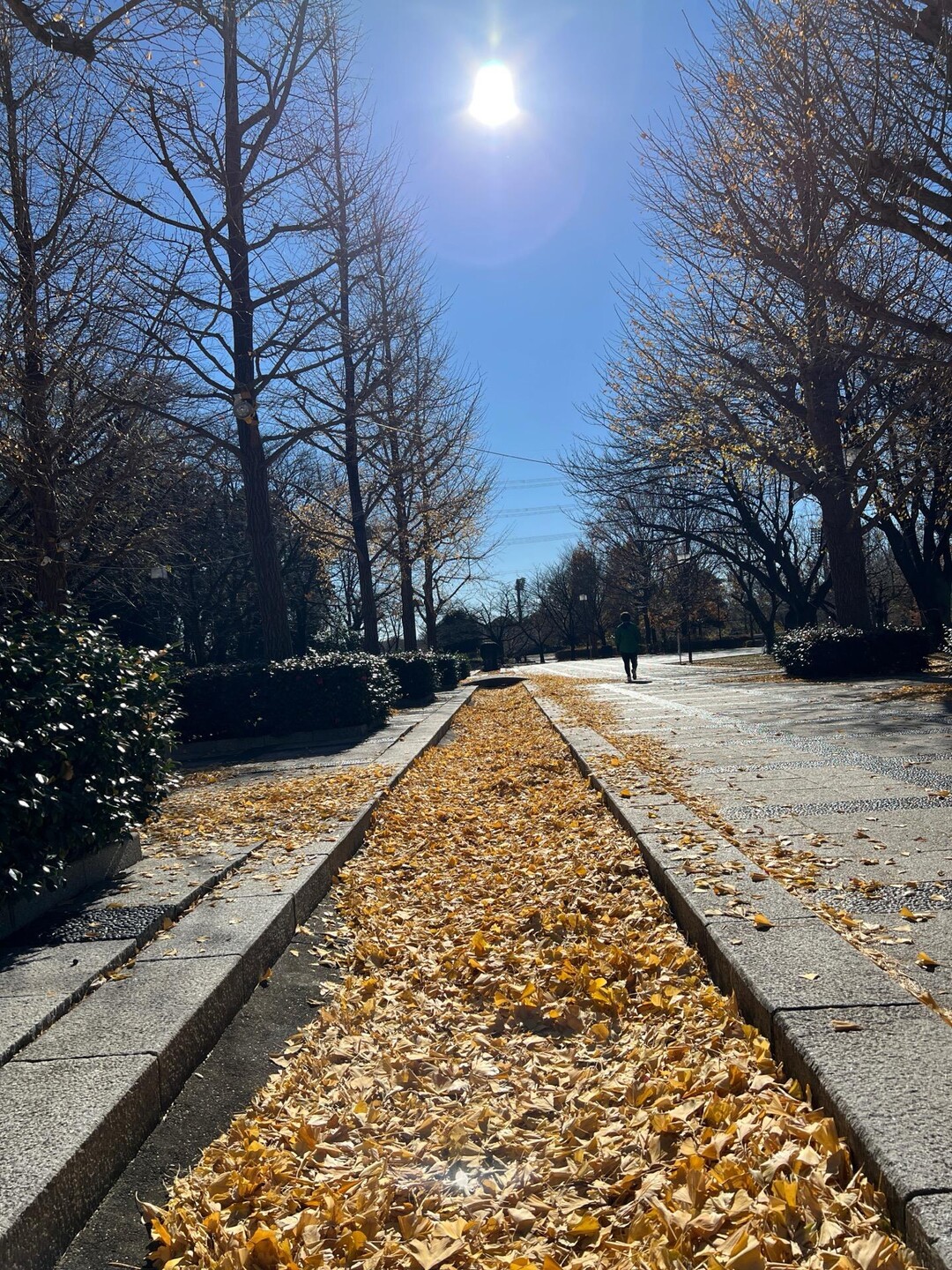 ウォーキング-2024-12-15 / taki_ggさんのウォーキングの活動データ | YAMAP / ヤマップ