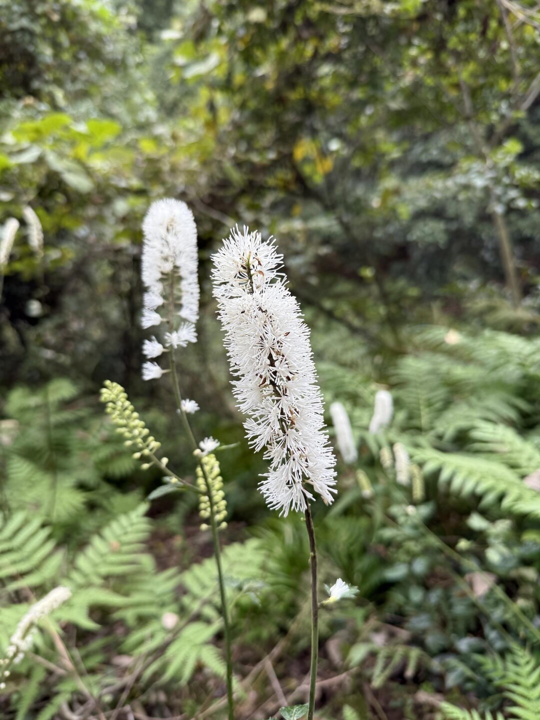 弥山岳 / Reeさんの弥山岳の活動データ | YAMAP / ヤマップ