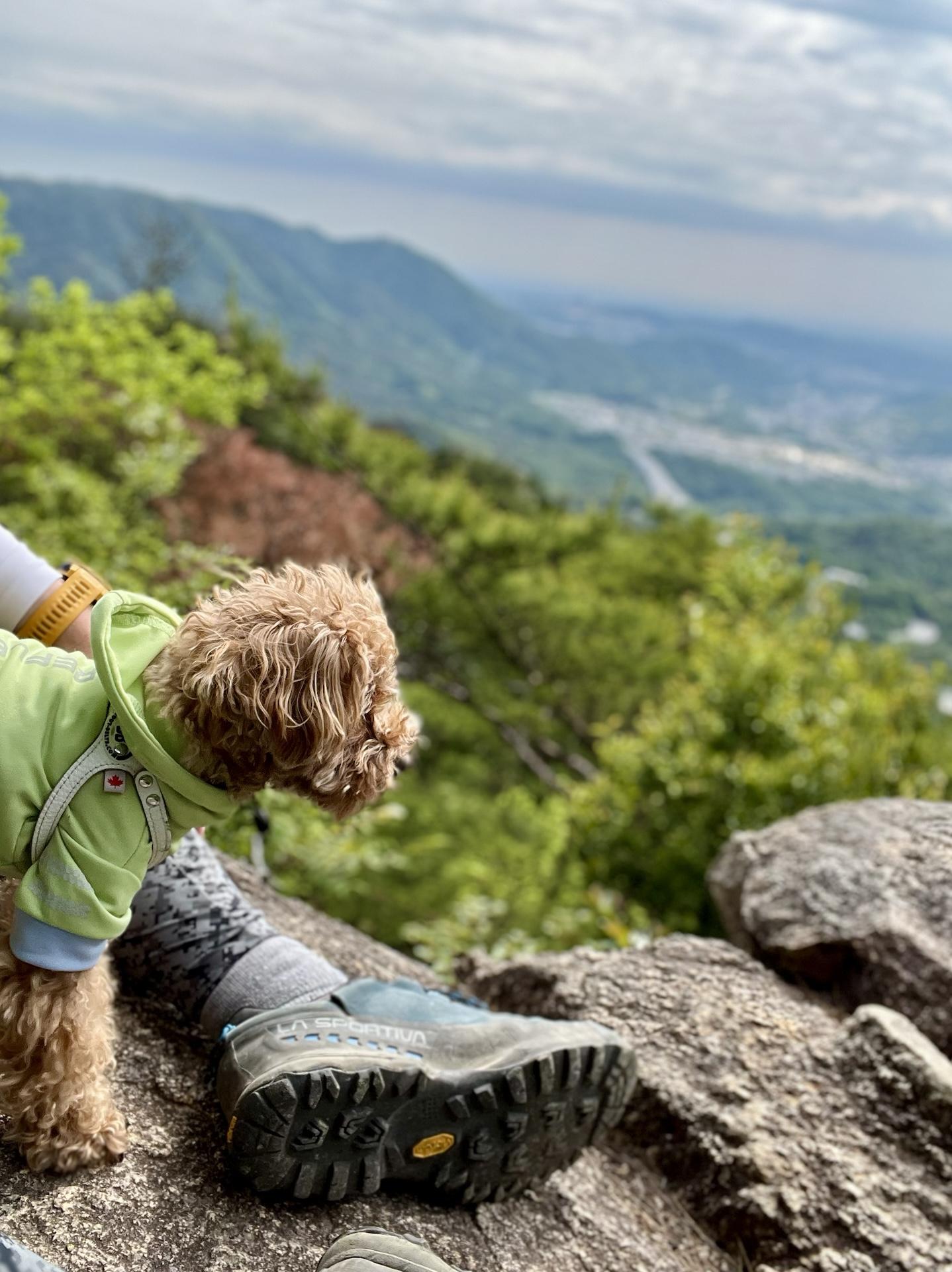 古寺山🐶with my dog / Jo999さんの六甲山・長峰山・摩耶山の活動データ | YAMAP / ヤマップ