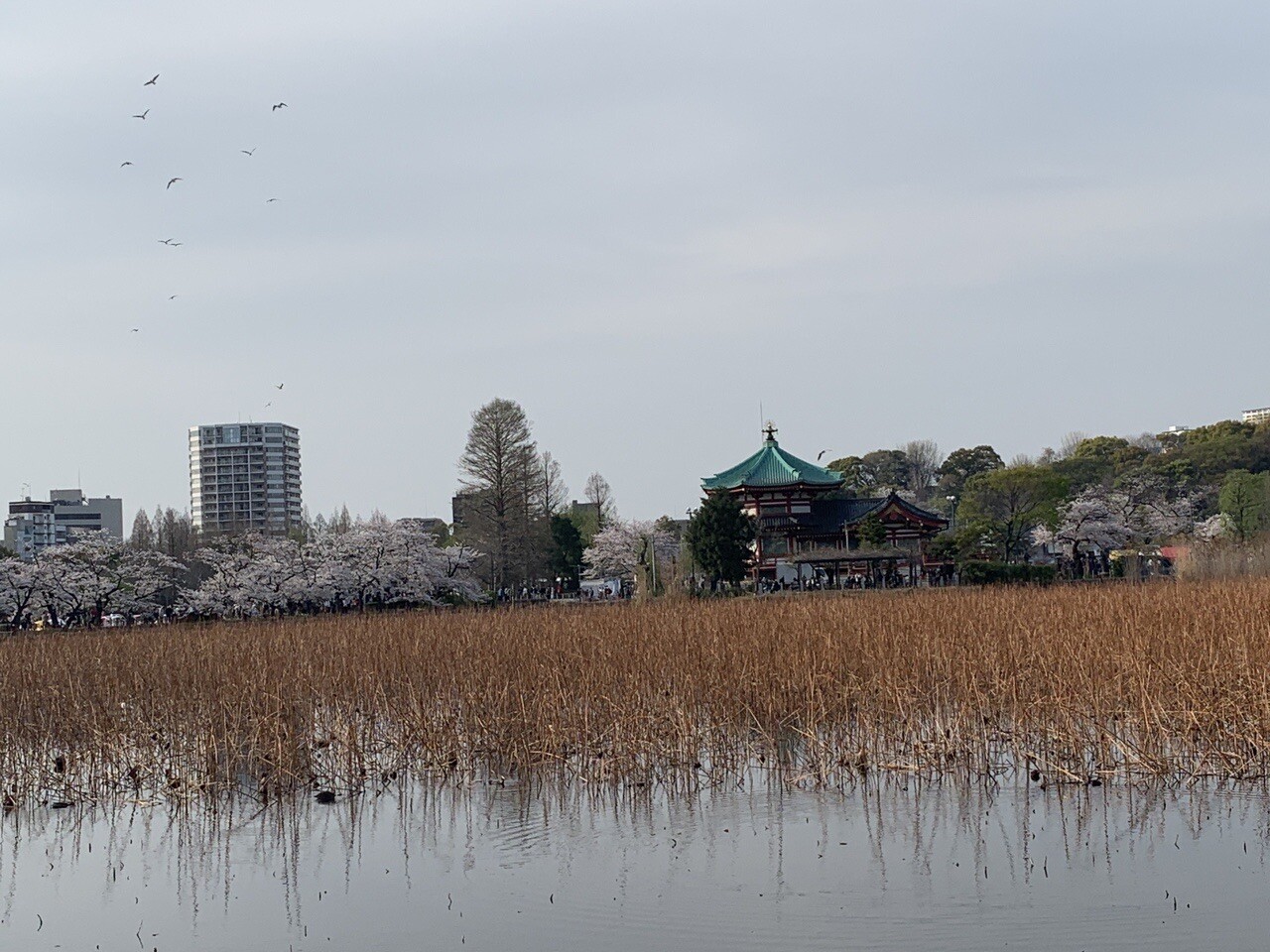 上野公園（摺鉢山・大仏山） みゆまるさんの中山道（日本橋・板橋宿・蕨宿）の活動データ Yamap ヤマップ