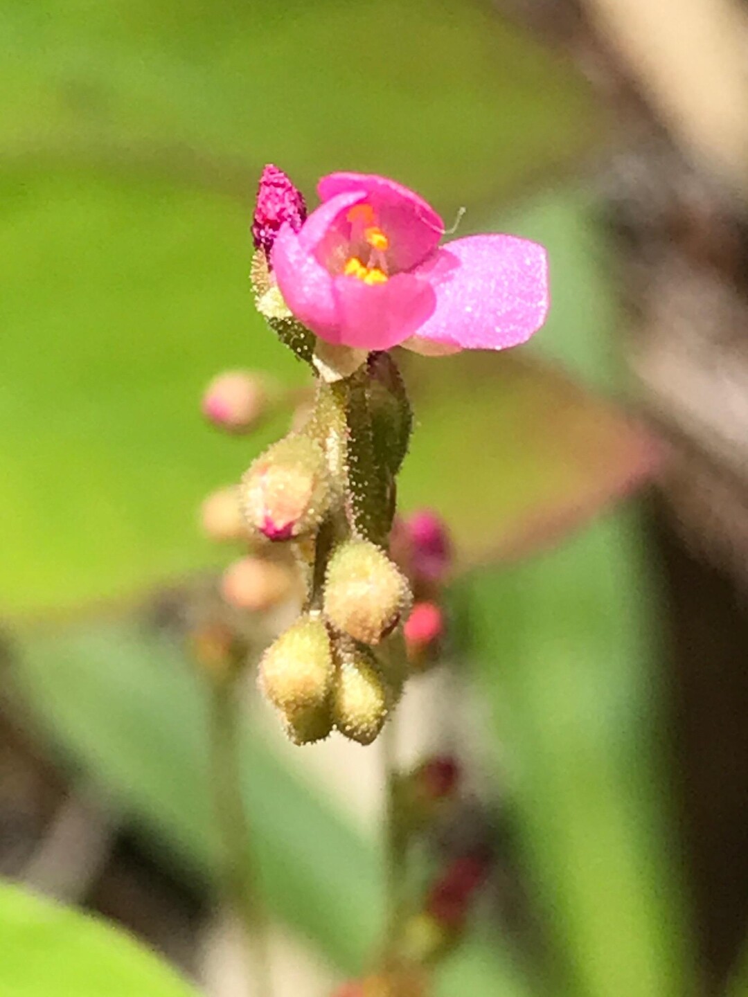 竜王山・鏡山 / チックン🐦さんの三上山・鏡山の活動データ | YAMAP / ヤマップ