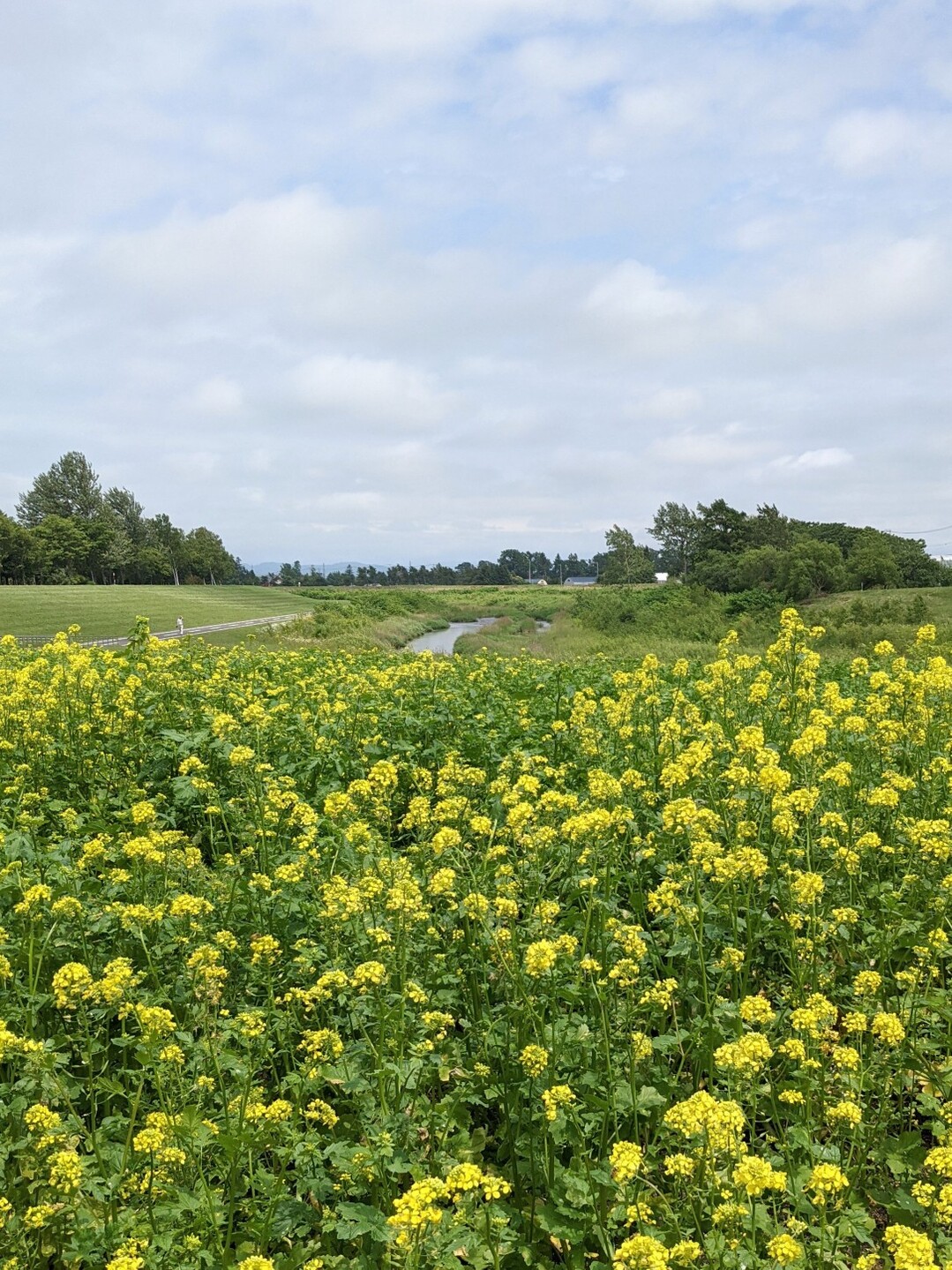 ガーデンフェスタ北海道2022 恵庭市花... / cocoaさんのモーメント | YAMAP / ヤマップ