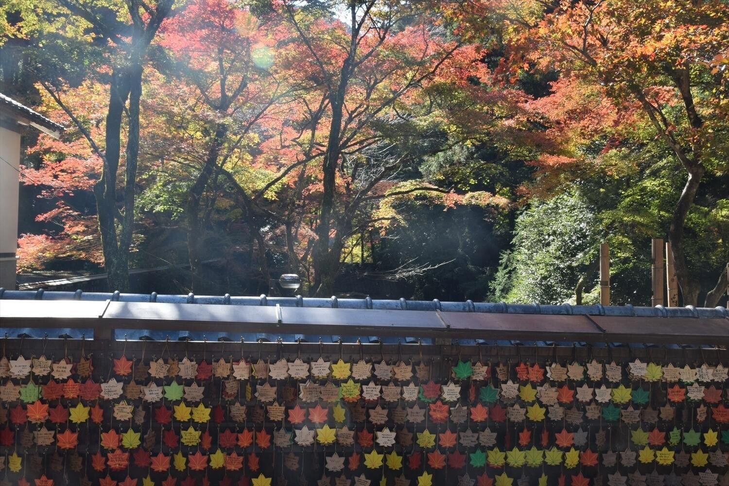 初めて香嵐渓に行ってきました / kanapさんのモーメント | YAMAP / ヤマップ