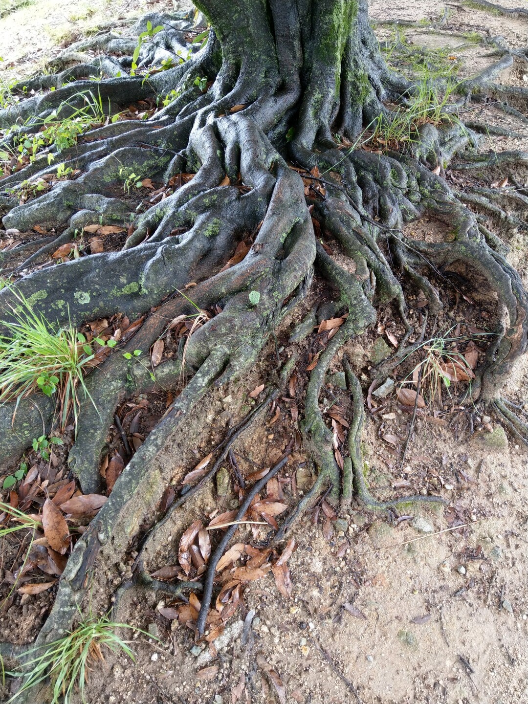 ど根性!!!! / (a¿ a)yさんのモーメント | YAMAP / ヤマップ