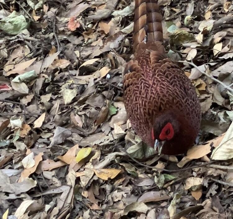 プチおこ💢ドリー 🆚Hanamam‼️ / Hanamamさんの木葉山の活動データ | YAMAP / ヤマップ