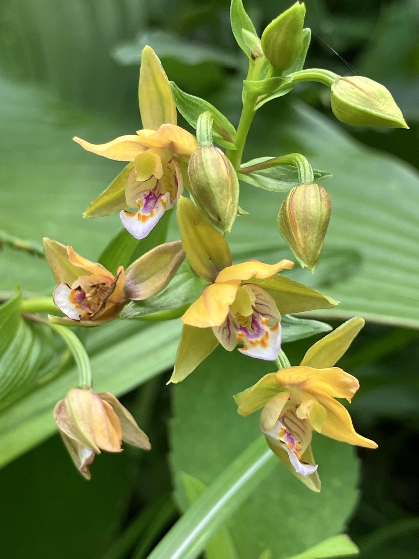 靴ならしで高尾山 / yamatubakiさんの高尾山・陣馬山・景信山の活動データ | YAMAP / ヤマップ