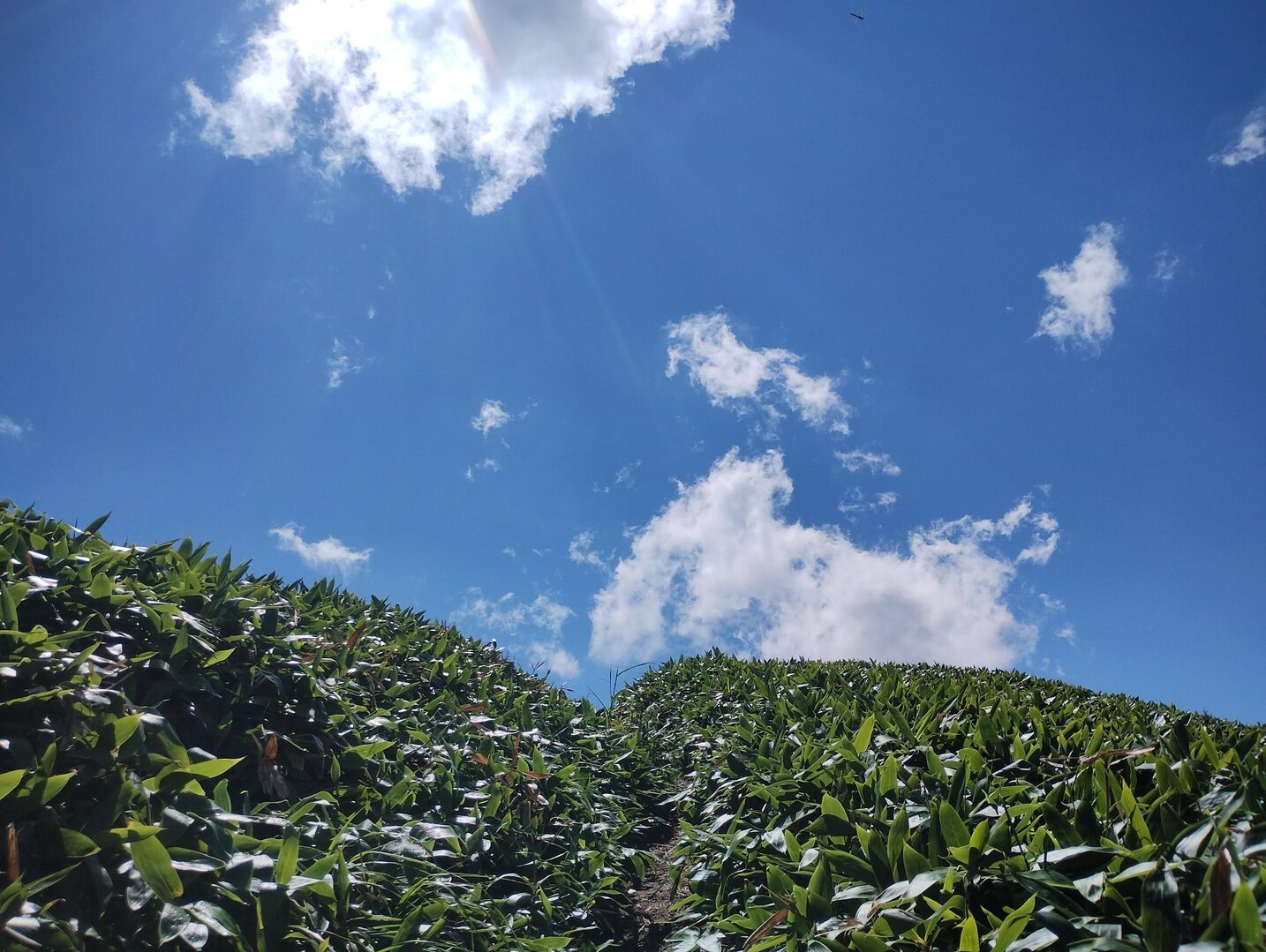 ☀️堂ヶ森☀️ / 42insさんの石鎚山・堂ヶ森・二ノ森の活動データ | YAMAP / ヤマップ