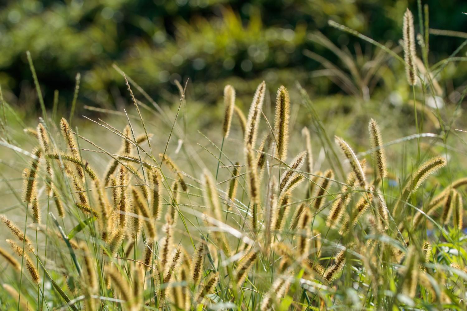犬吠埼の叢で。 キンエノコロ ラセイタ... / Windyさんのモーメント | YAMAP / ヤマップ