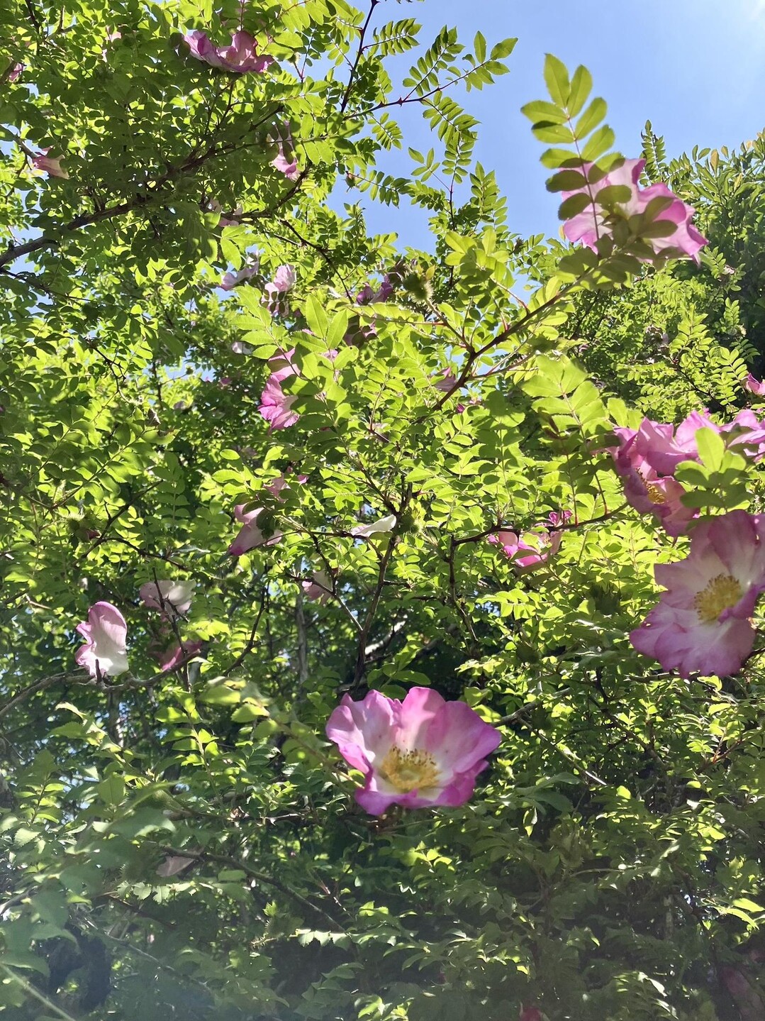 明神峠からサンショウバラの丘・不老山へ / fumiさんの塔ノ岳・丹沢山・蛭ヶ岳の活動データ | YAMAP / ヤマップ