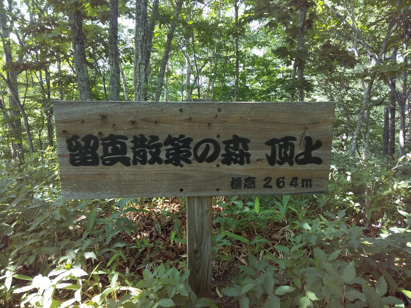 留真散策の森 / AKKIさんの帯広市の活動データ | YAMAP / ヤマップ