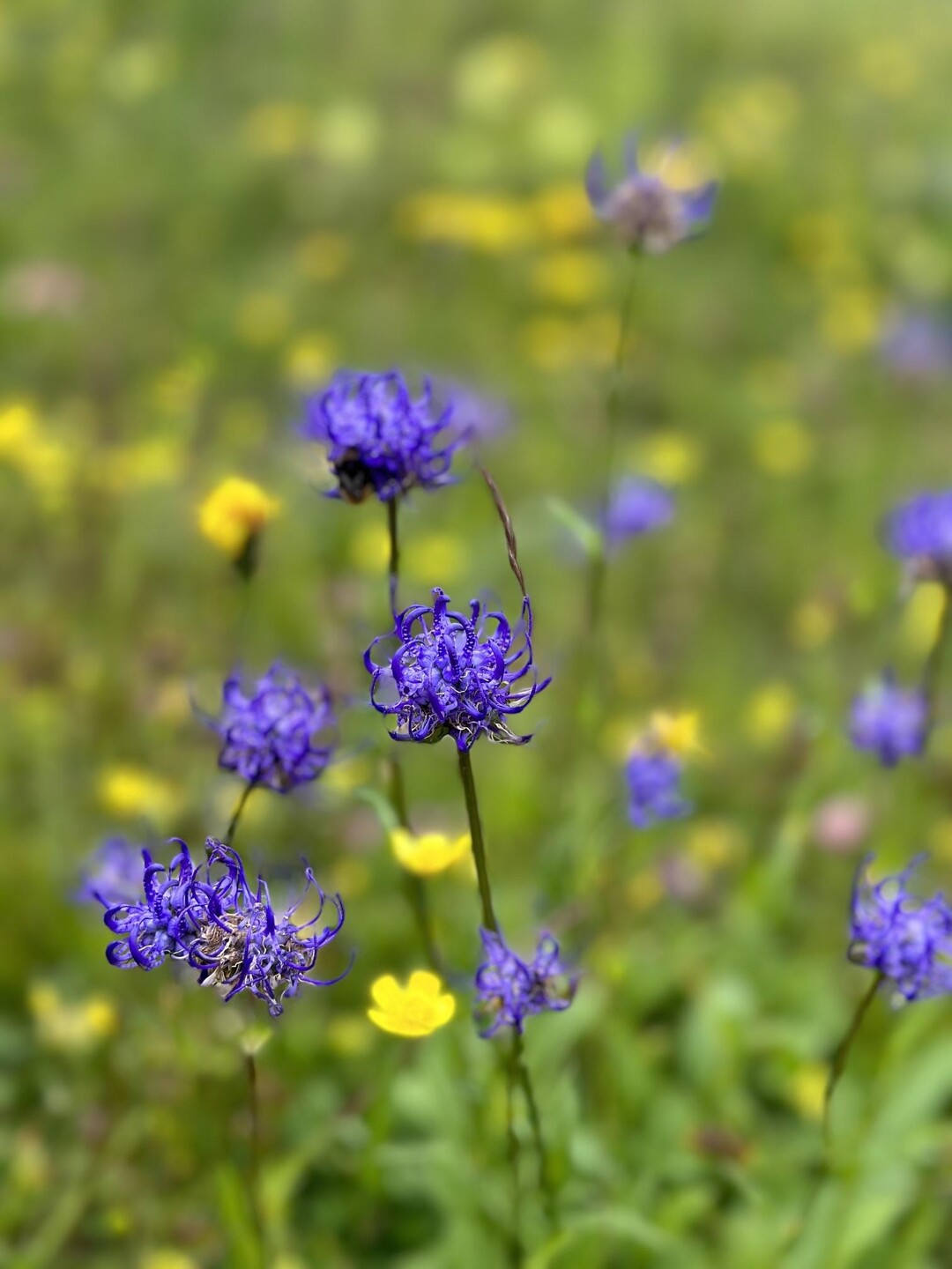 ドロミテハイキング@アッレゲ / TOMO_Peponiさんのウォーキングの活動データ | YAMAP / ヤマップ