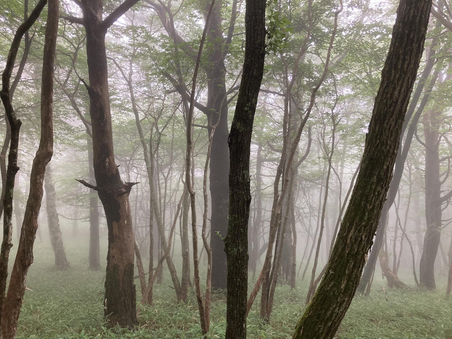 編笠山-権現岳-三ツ頭 / houlanさんのモーメント | YAMAP / ヤマップ