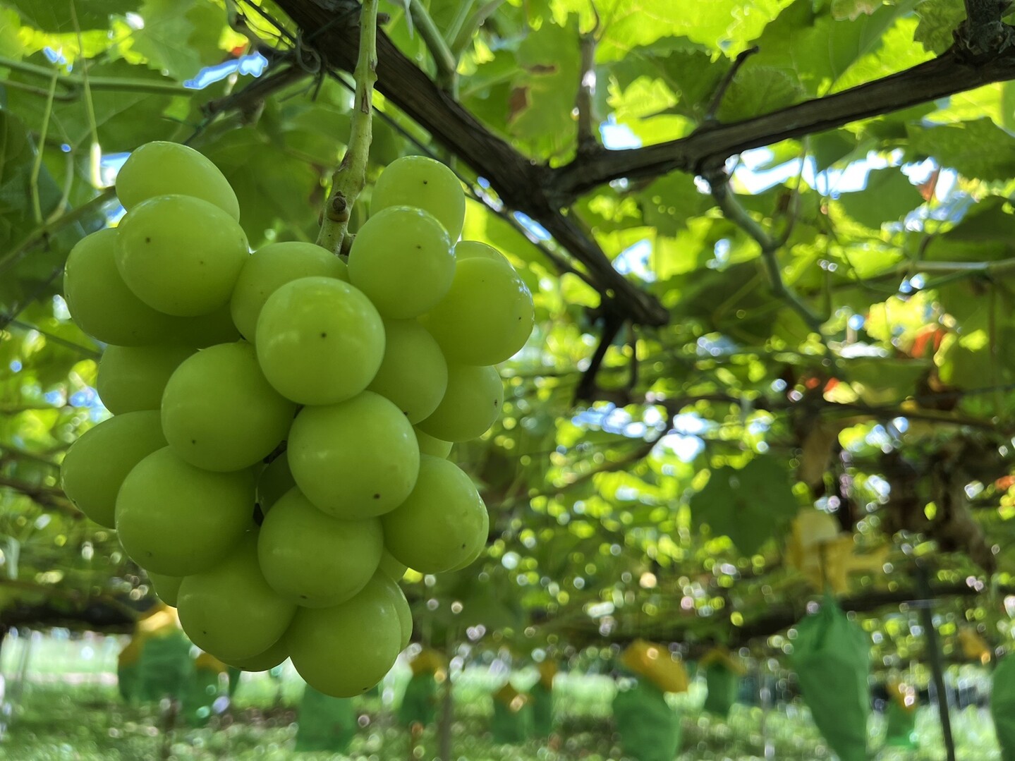 この週末は天気が良くて絶好の登山日和 ️... / ymatさんのモーメント | YAMAP / ヤマップ
