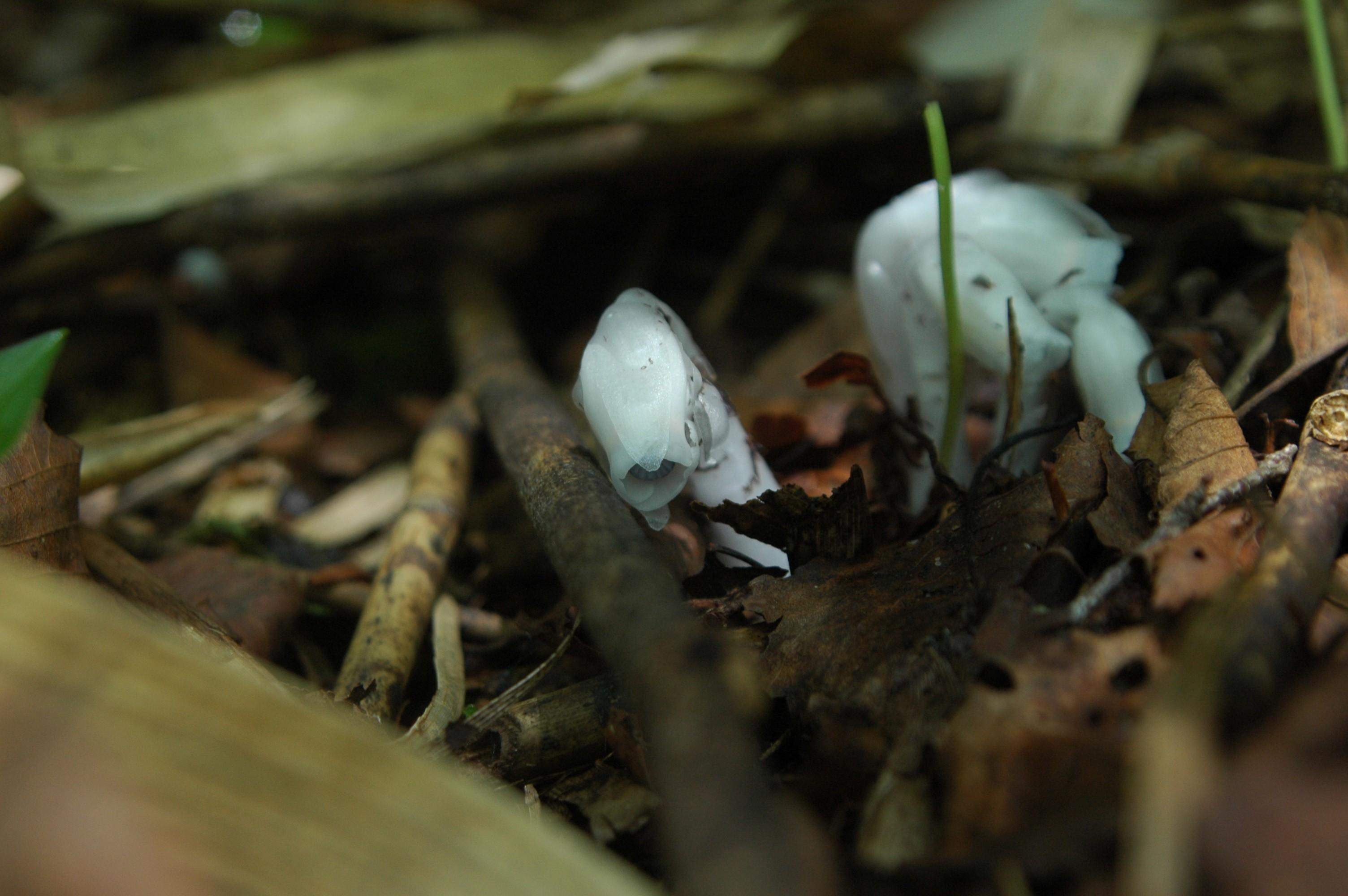6月18日(水) ピークを踏まない那須... / Toshiさんのモーメント | YAMAP / ヤマップ