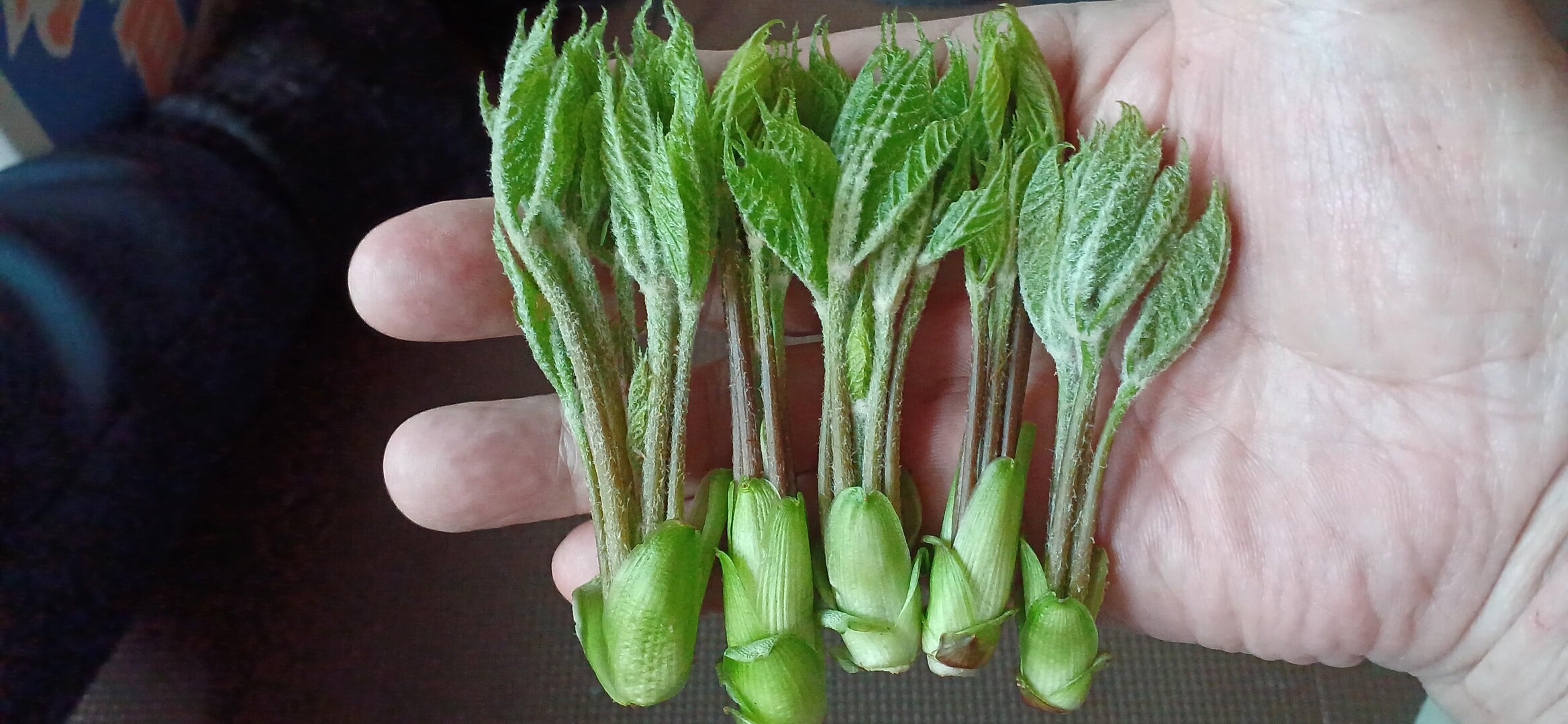 山菜シーズンの始まりです。 しばらくの... / kikuさんのモーメント | YAMAP / ヤマップ