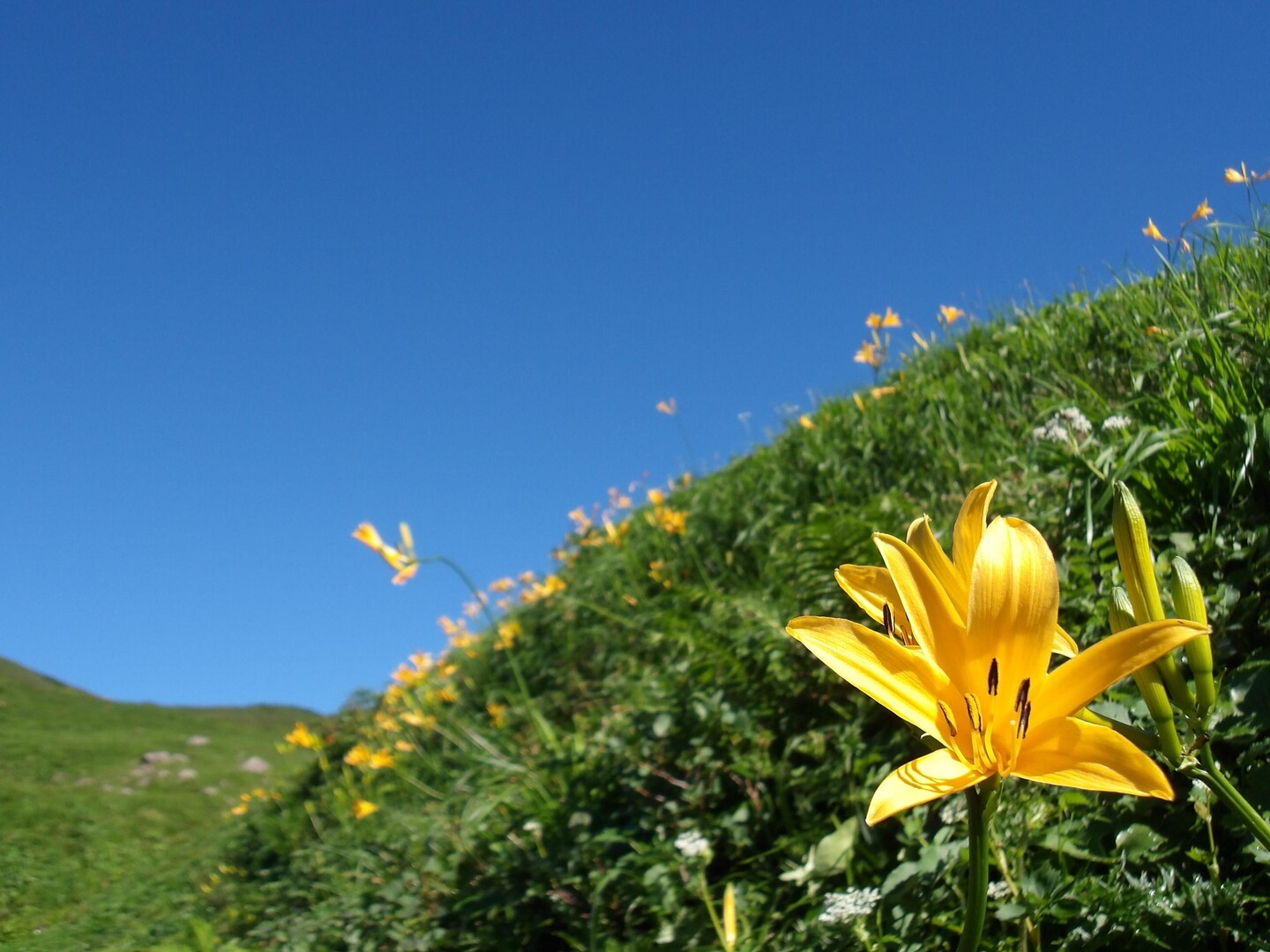 😄 満2歳 😄 姥ヶ岳・柴灯森・月山 / 林のｸﾏkinさんの月山の活動データ | YAMAP / ヤマップ