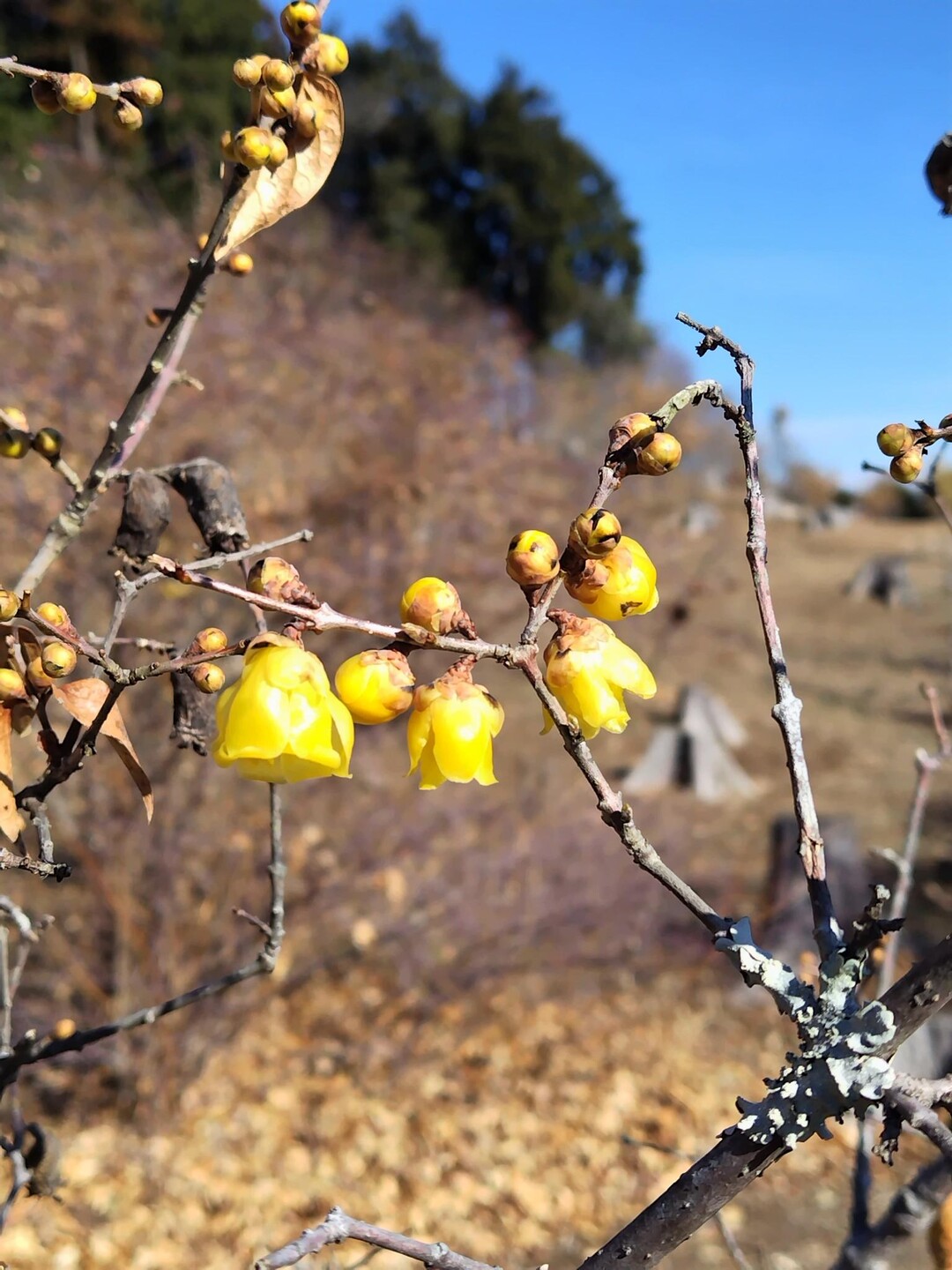 長瀞アルプスからの初詣 / kabekkeさんの宝登山・長瀞アルプス・不動山・陣見山・鐘撞堂山の活動データ | YAMAP / ヤマップ