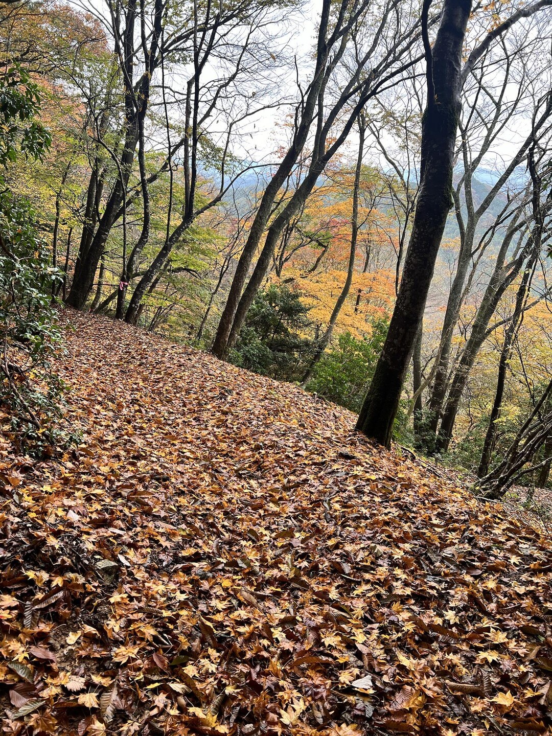 五台山・小野寺山 / REYさんの五台山・親不知・城山（猪ノ口山）の活動データ | YAMAP / ヤマップ