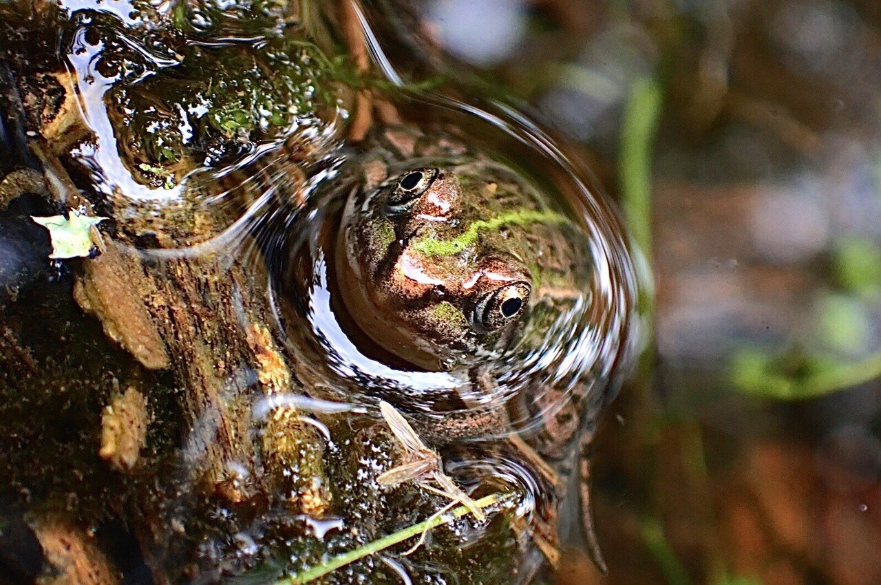 カエル大好きですので、何度もすみません ... / Cheさんのモーメント | YAMAP / ヤマップ