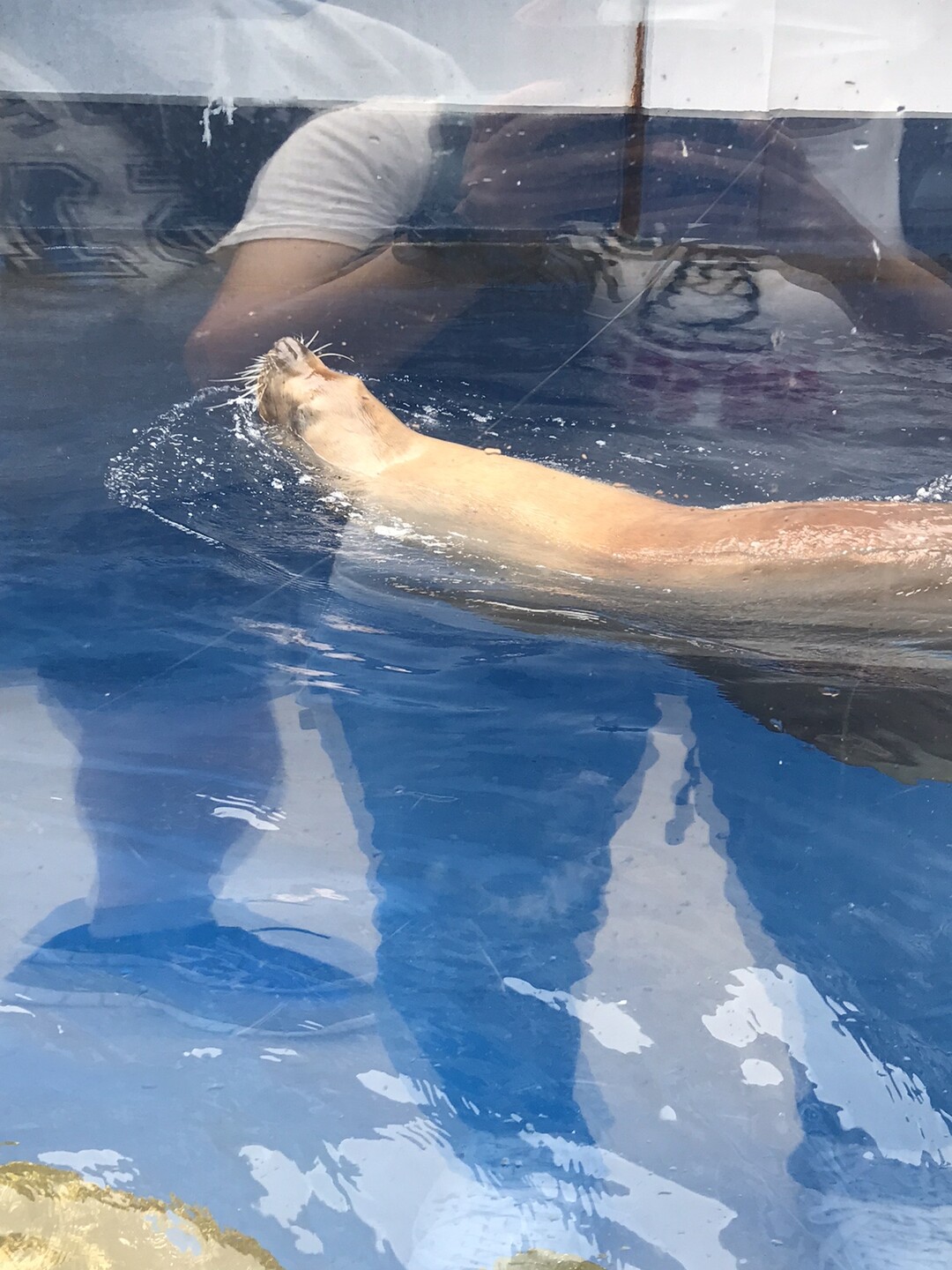 鳥羽水族館満喫。オットセイと一緒に自分ま... / drankmonkeyさんのモーメント | YAMAP / ヤマップ