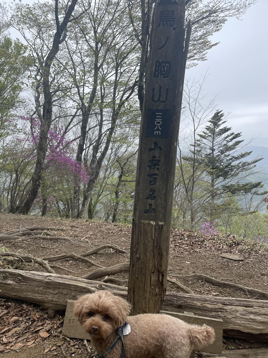 鳥ノ胸山・南峰・雑木ノ頭・平指山 / mocoさんの大室山・畦ヶ丸山・菰釣山の活動データ | YAMAP / ヤマップ