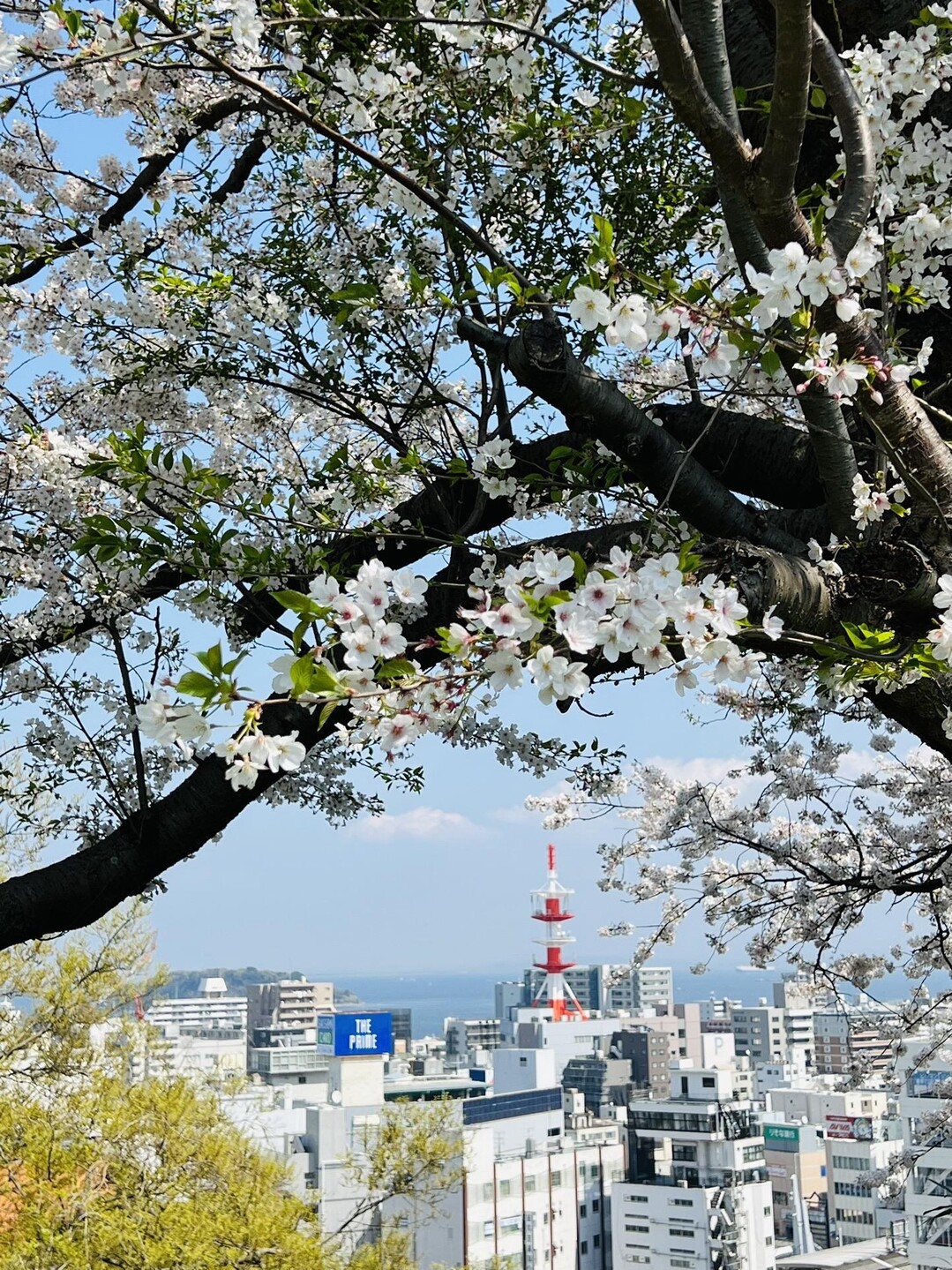 大勝利山 & 緒明山 / Amy(エイミー)さんの横須賀市の活動データ | YAMAP / ヤマップ