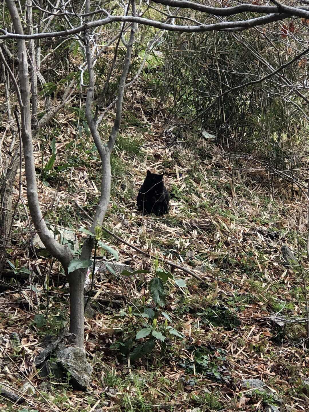 筑波山-2023-04-05 / しげさんGOさんの登山の活動データ | YAMAP / ヤマップ