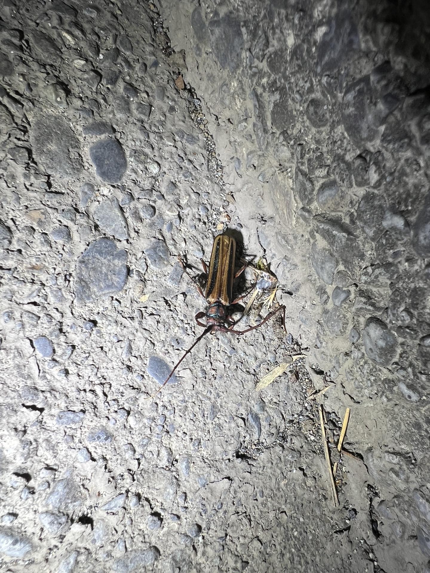 灯火に昆虫観察行って来ました。 - ア... / ryunosukeさんのモーメント | YAMAP / ヤマップ