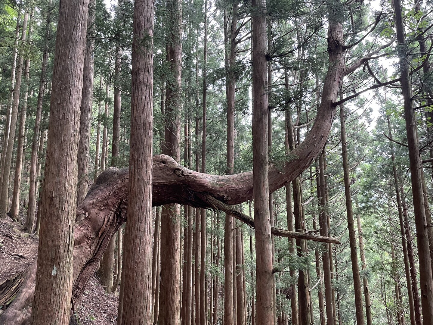 稲村ヶ岳.大日山 / do-kichiさんの八経ヶ岳の活動データ | YAMAP / ヤマップ