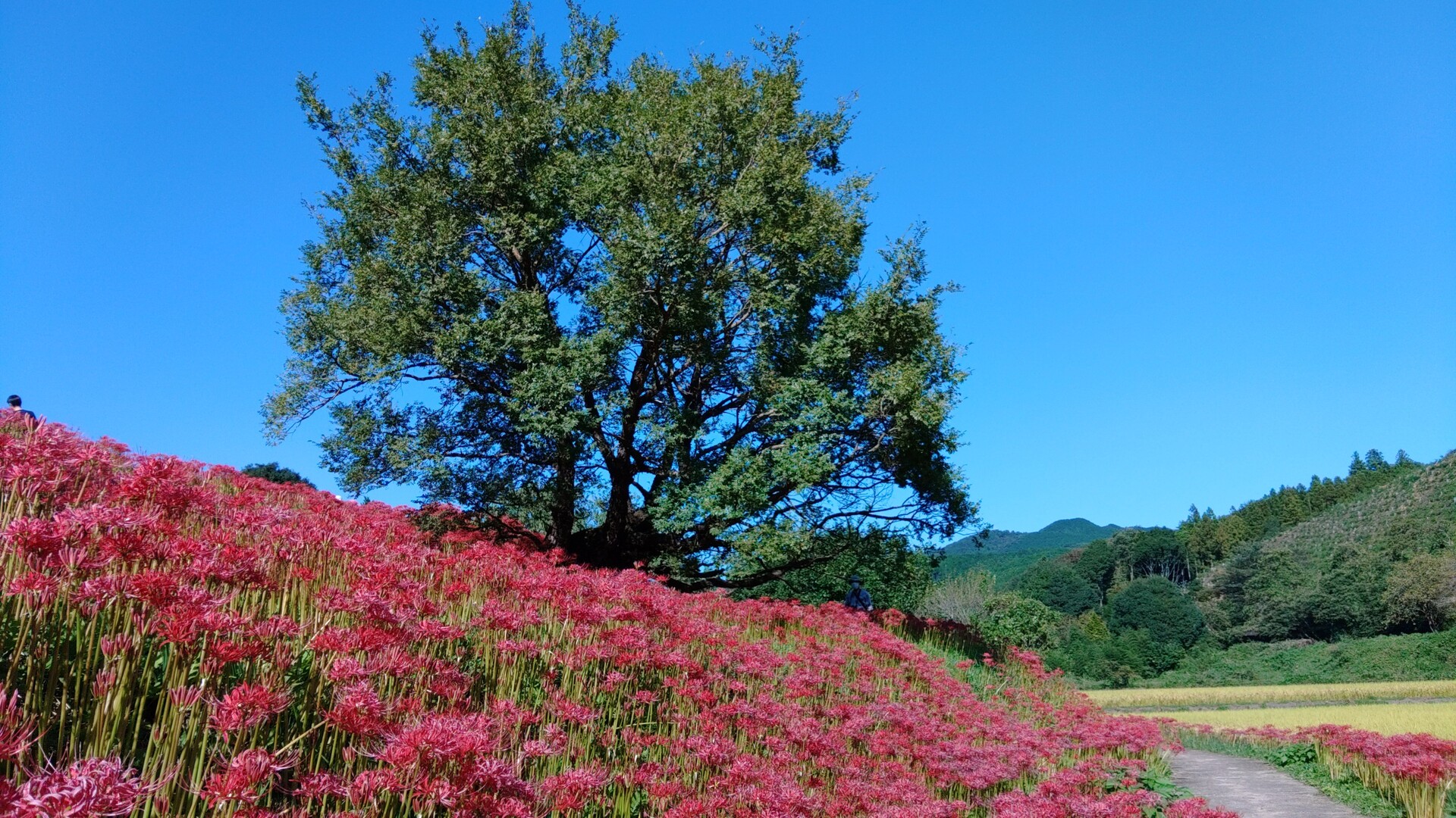 🤤秋の風物詩（食欲も…） 白河の「手... / campziziさんのモーメント | YAMAP / ヤマップ