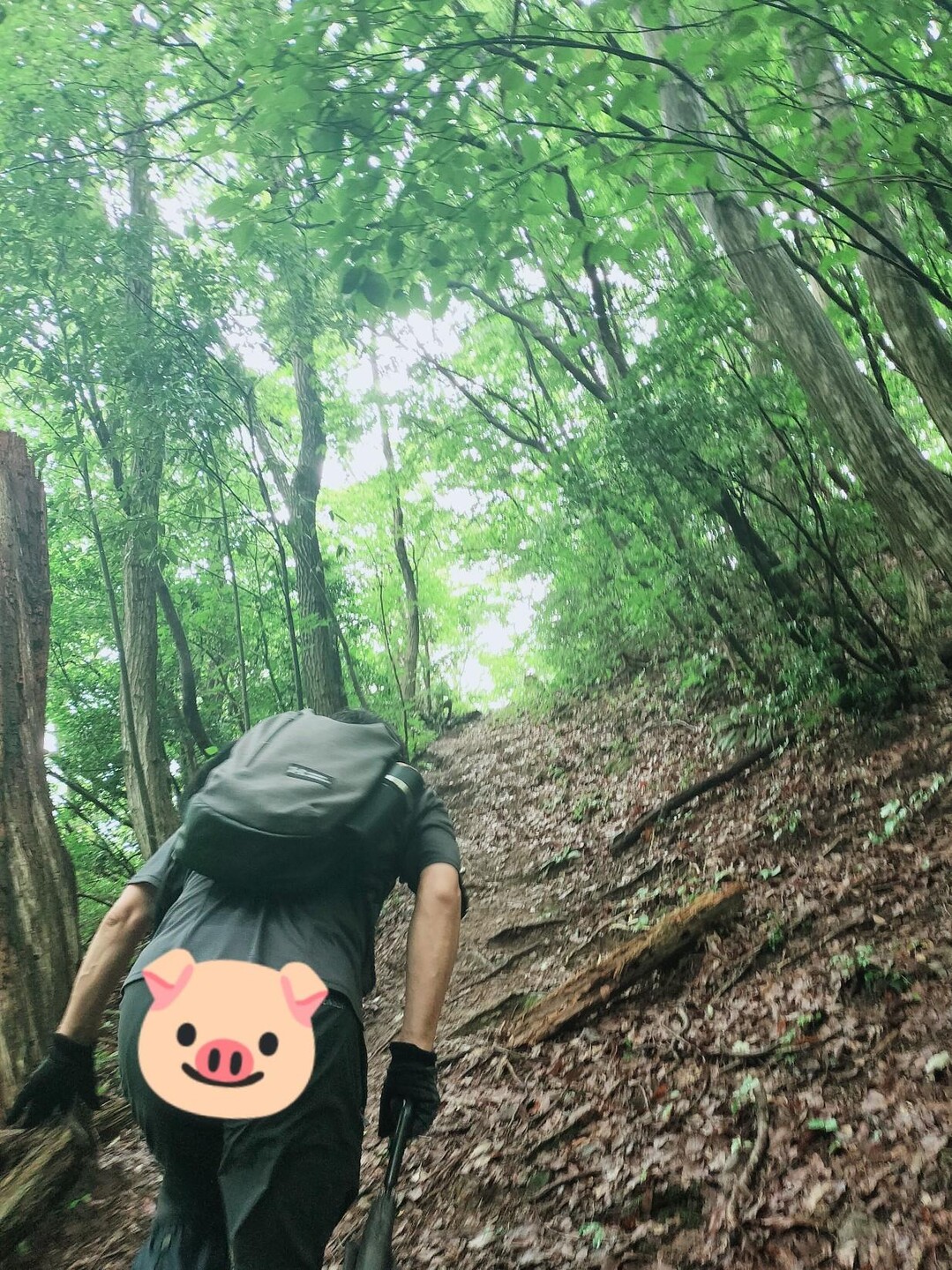 たけのこ君、1MJに挑戦 / つちのこ🌲さんの白山・別山・銚子ヶ峰の活動データ | YAMAP / ヤマップ