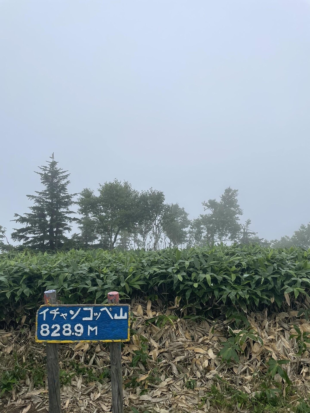イチャンコッペ山 / yukkyさんのイチャンコッペ山の活動データ | YAMAP / ヤマップ