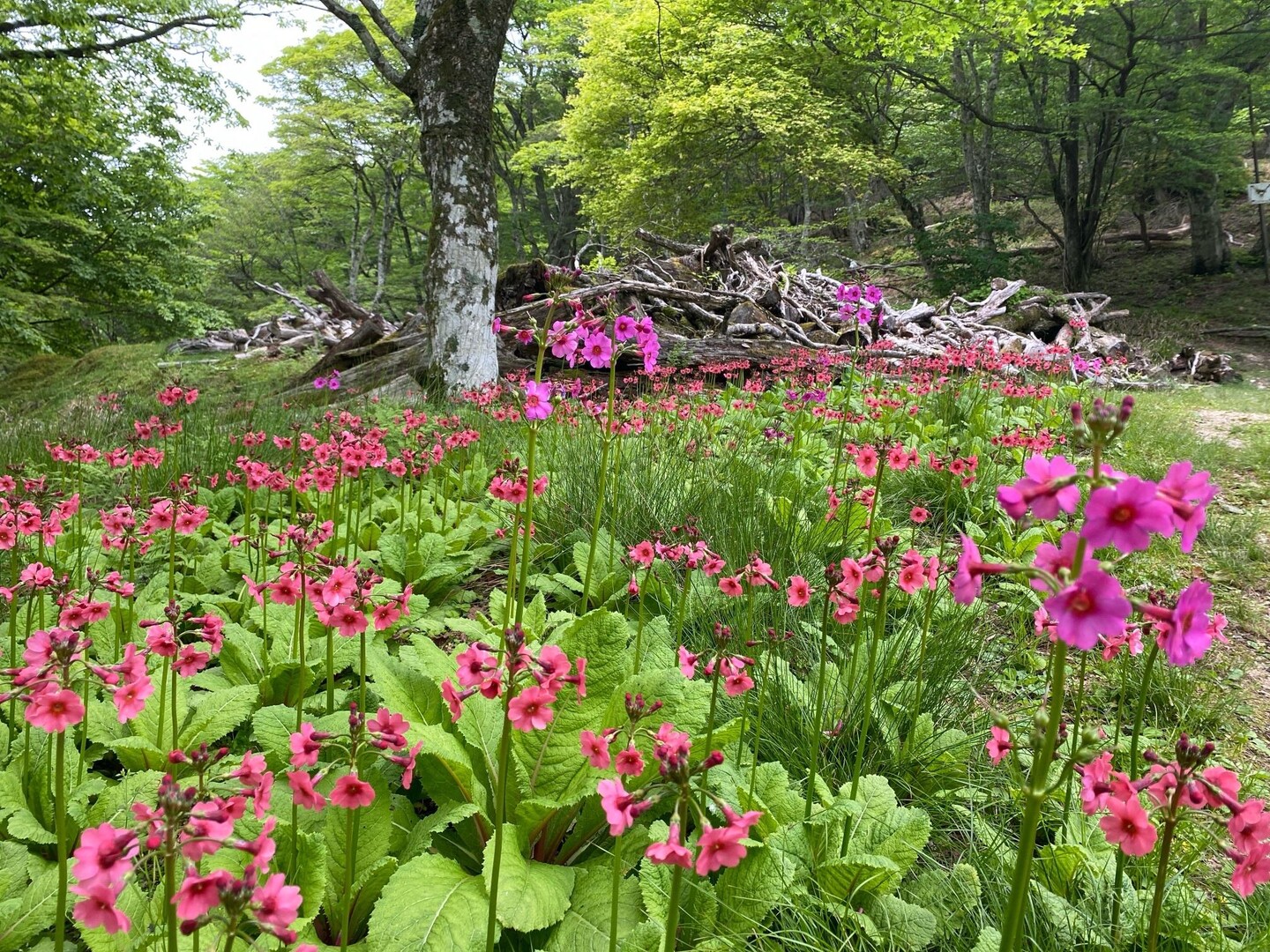 比良山トレーニング / hassyさんの比良山地・武奈ヶ岳・釈迦岳の活動データ | YAMAP / ヤマップ