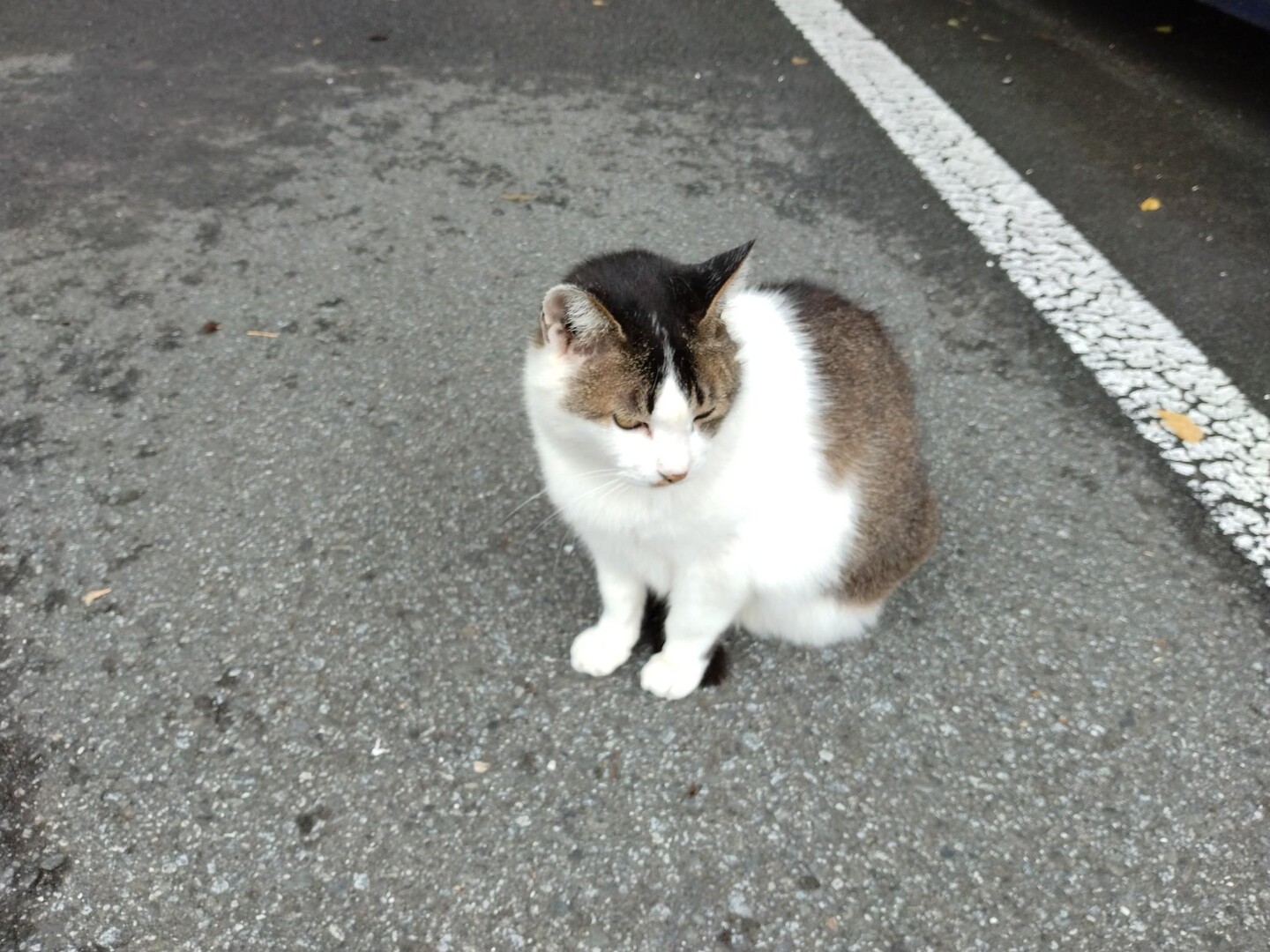 ウォーキング@小瀬スポーツ公園-2023-06-23 / syorinさんのウォーキングの活動データ | YAMAP / ヤマップ