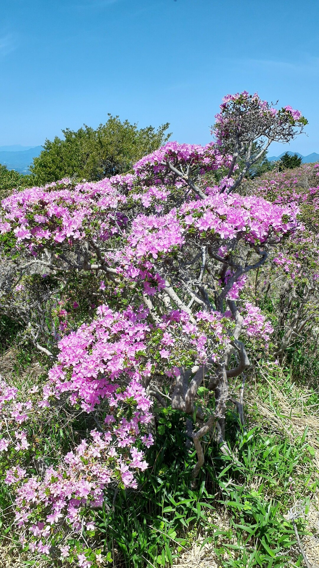 経塚山。今さら、今頃？新コースB 、Cが... / fumiさんのモーメント | YAMAP / ヤマップ