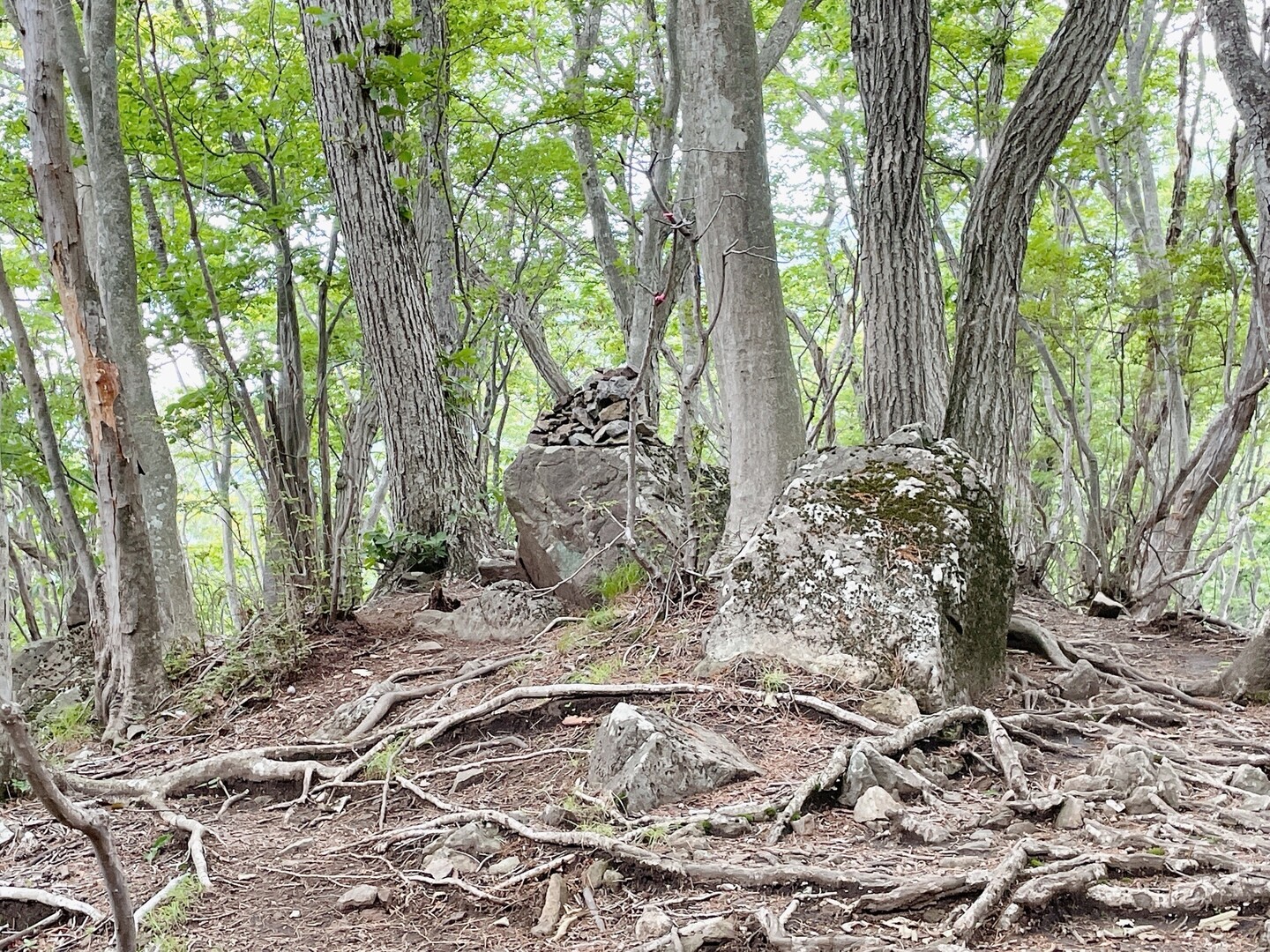 eriさんの投稿したフィールドメモ | YAMAP / ヤマップ