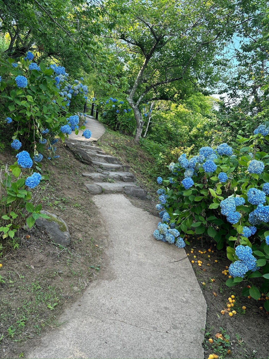 紫陽花、船岡城址 / kco（ケーコ）さんのウォーキングの活動データ | YAMAP / ヤマップ