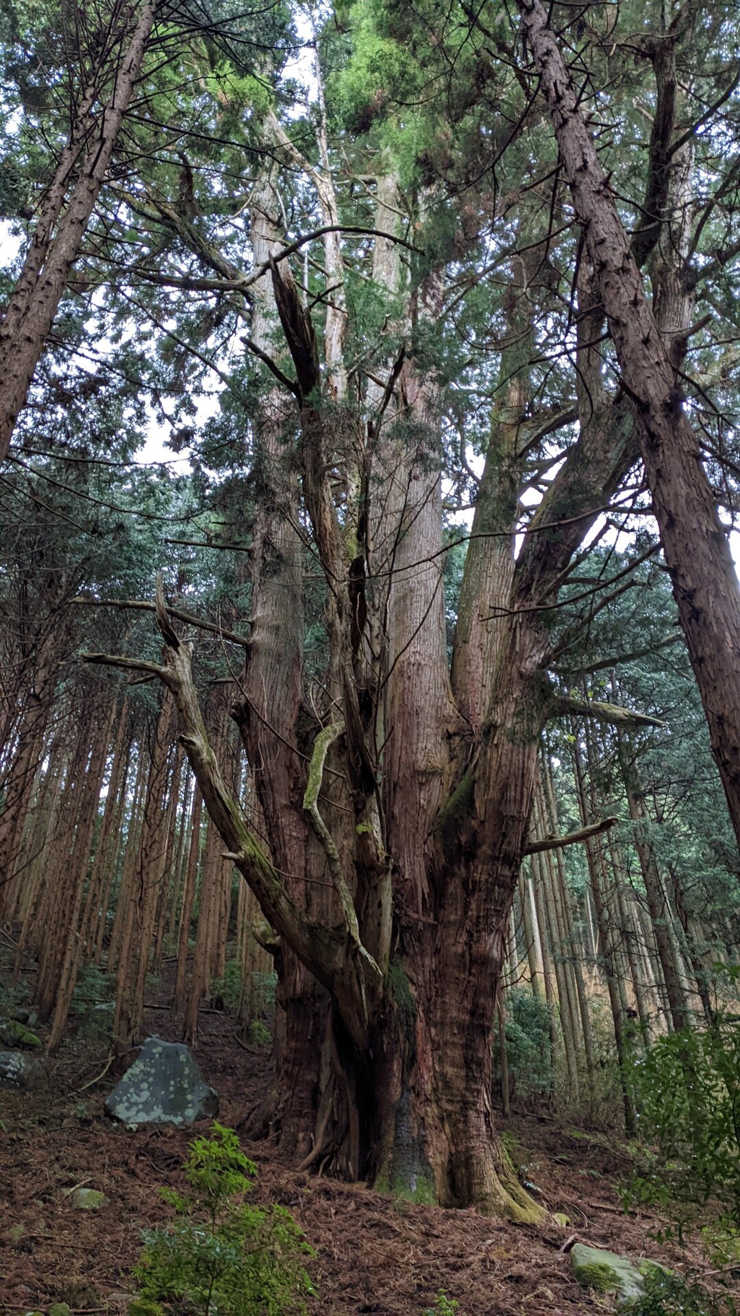 Atsushiさんの投稿したフィールドメモ | YAMAP / ヤマップ