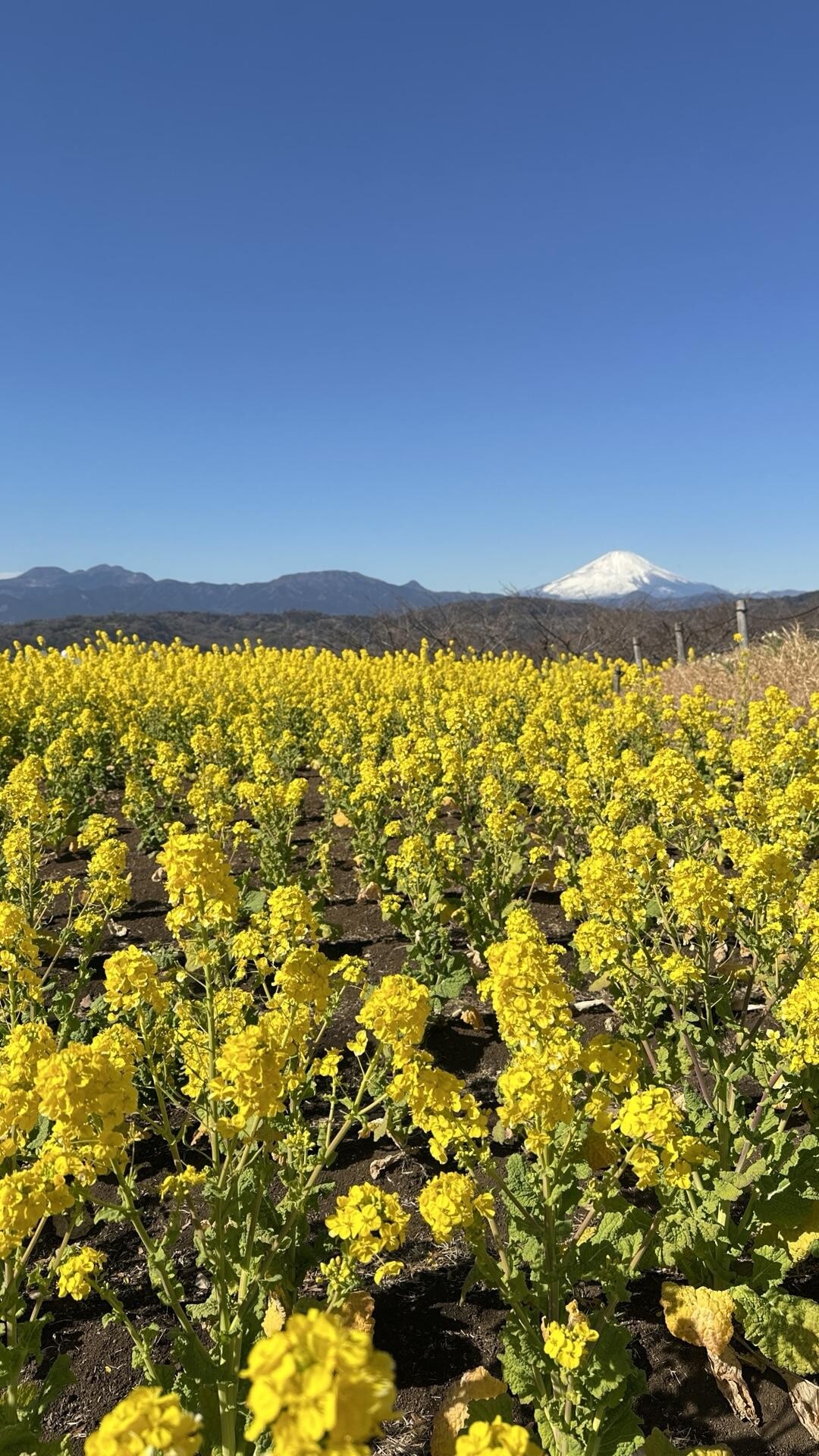 吾妻山 / yamalamaさんの高麗山・湘南平・鷹取山の活動データ | YAMAP / ヤマップ