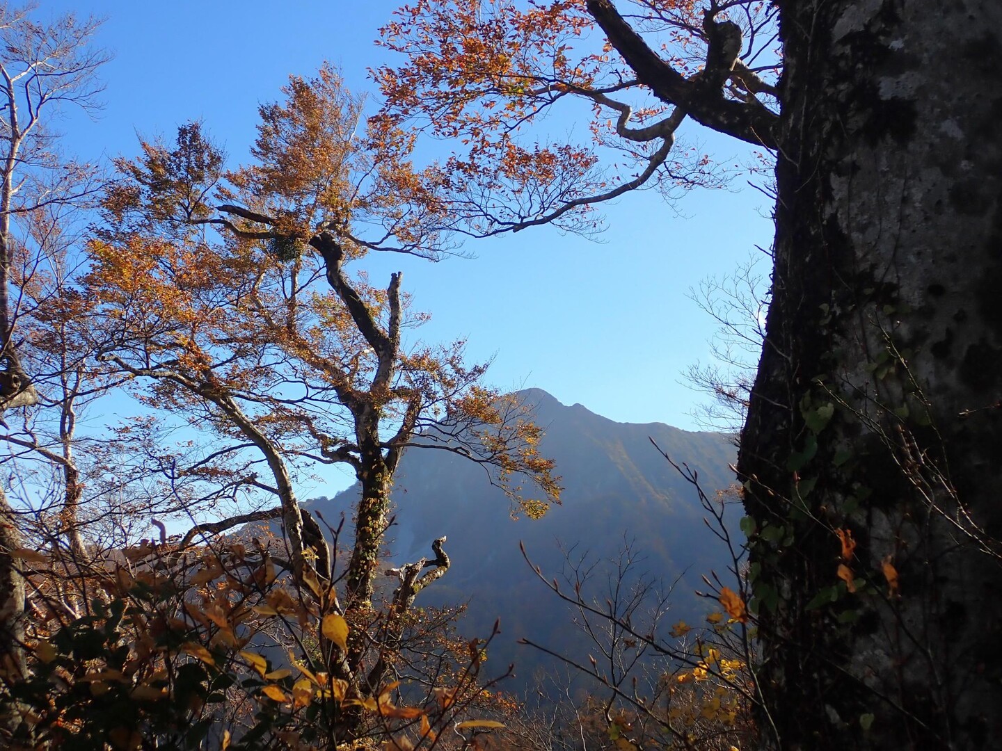 三鈷峰でご来光（弥山）-2024-11-04 / MC先輩さんの大山・甲ヶ山・野田ヶ山の活動データ | YAMAP / ヤマップ