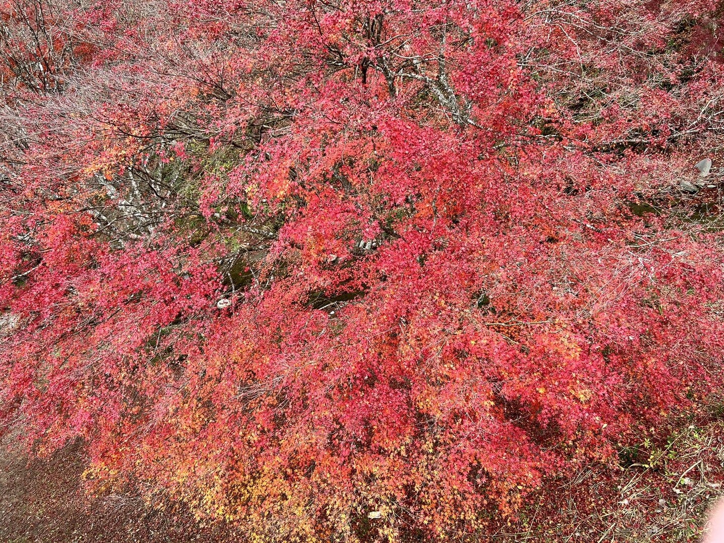 古岩屋周辺の紅葉とイチョウの落ち葉、ま... / KOZO.Mさんのモーメント | YAMAP / ヤマップ