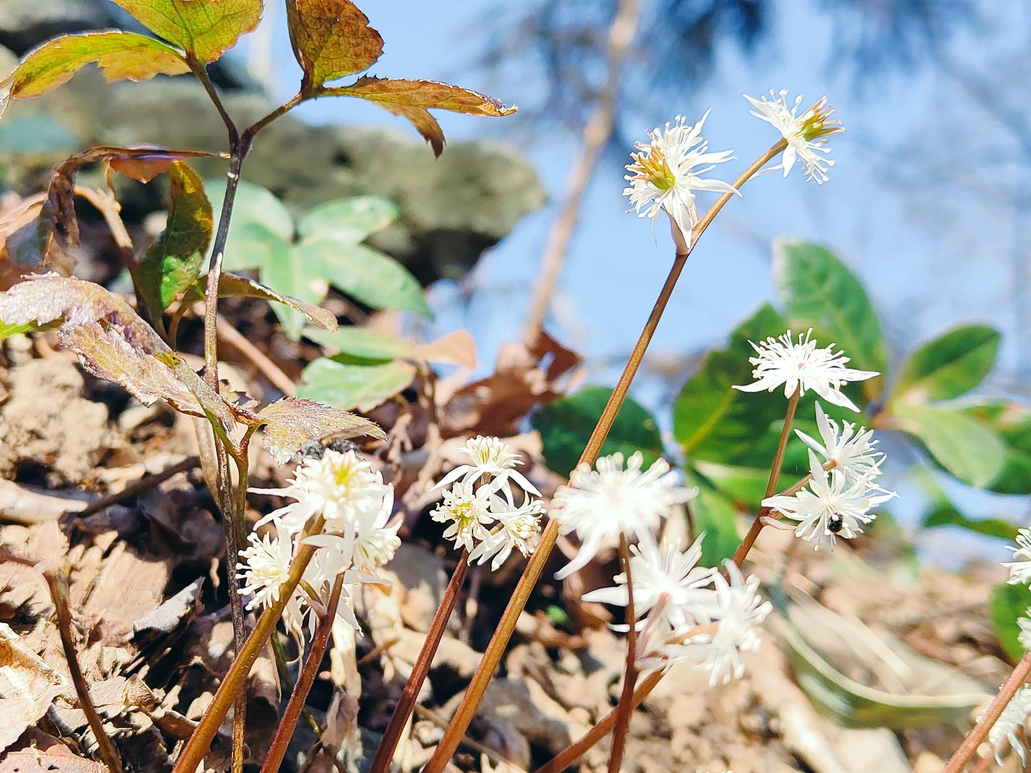 文殊山 250322 / UmK うめさんの福井市の活動データ | YAMAP / ヤマップ