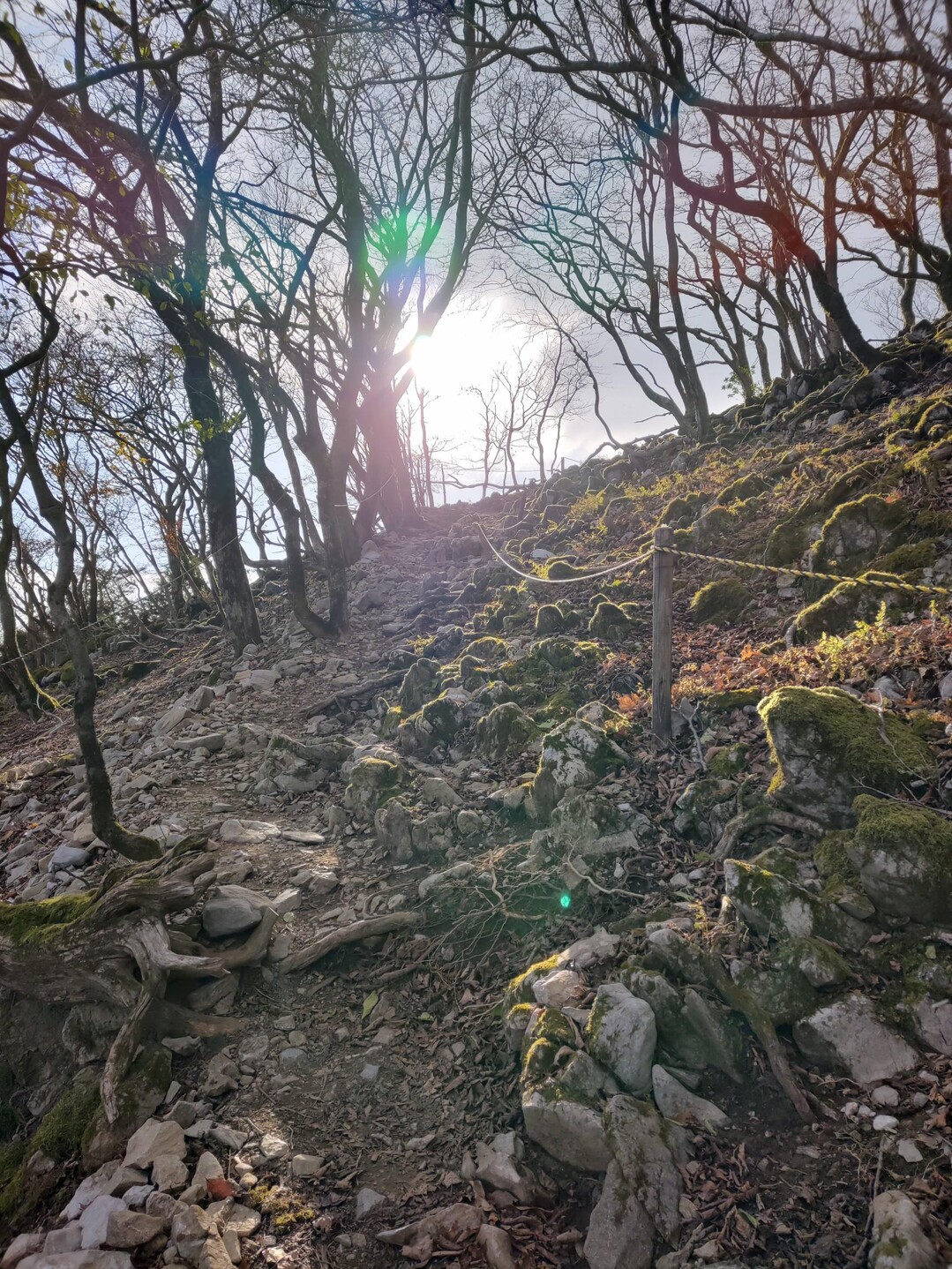 藤原岳 / yosさんの藤原岳・御池岳の活動データ | YAMAP / ヤマップ