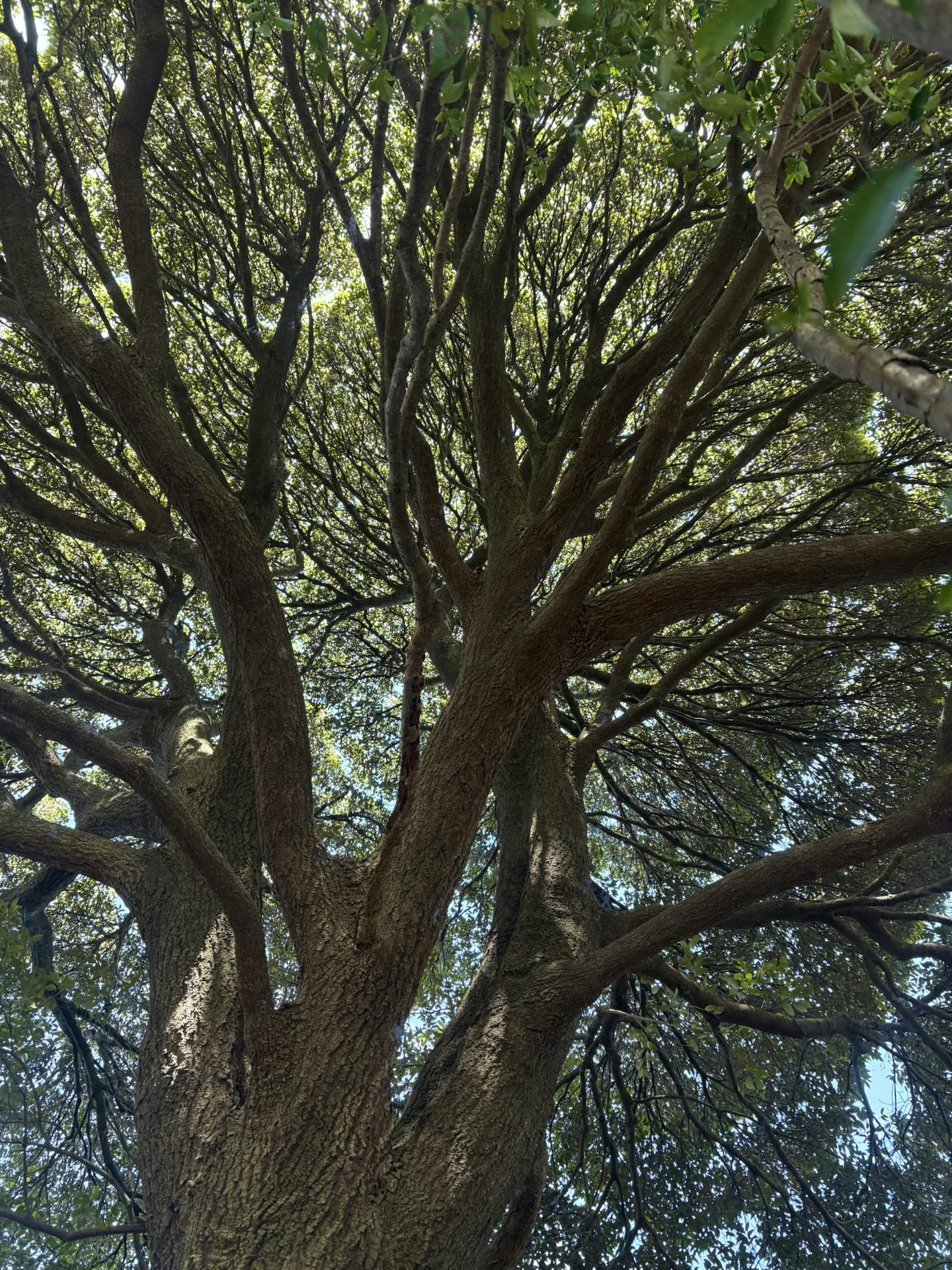 強風のお散歩🌬️ / Cuernavaca🇲🇽さんの三ヶ根山の活動データ | YAMAP / ヤマップ
